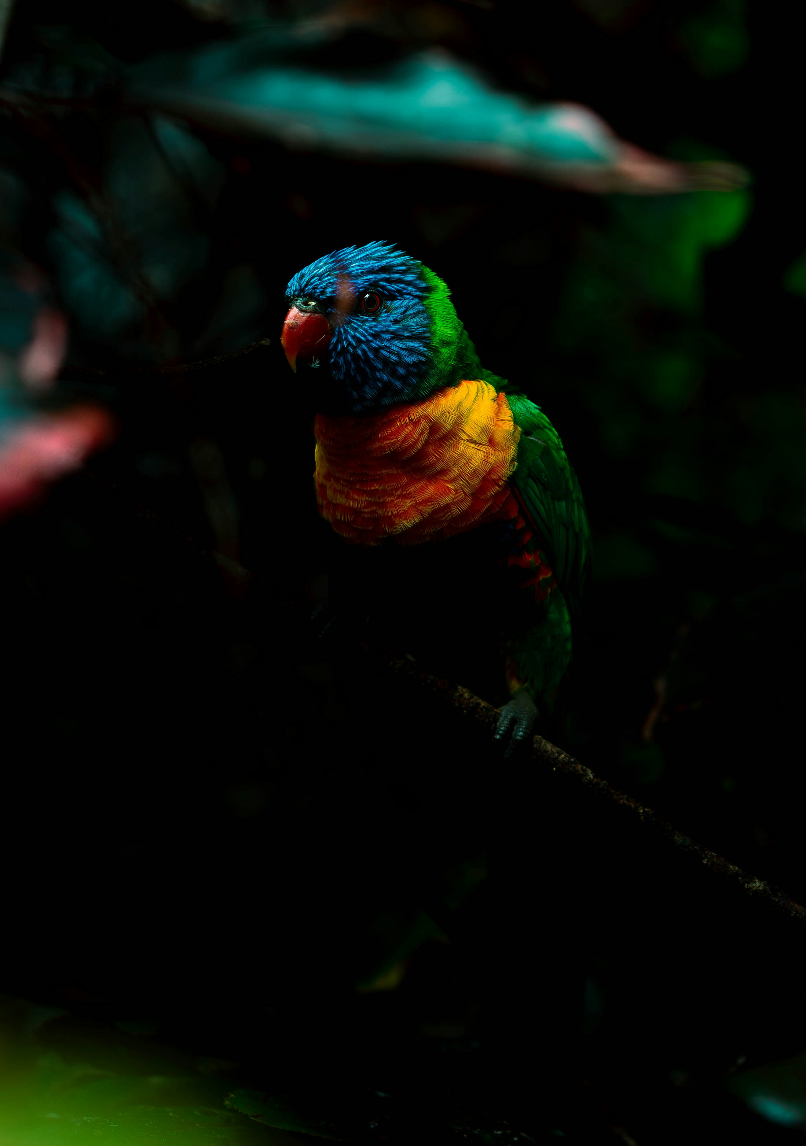 Vibrant Avian Portrait Amidst Shadows