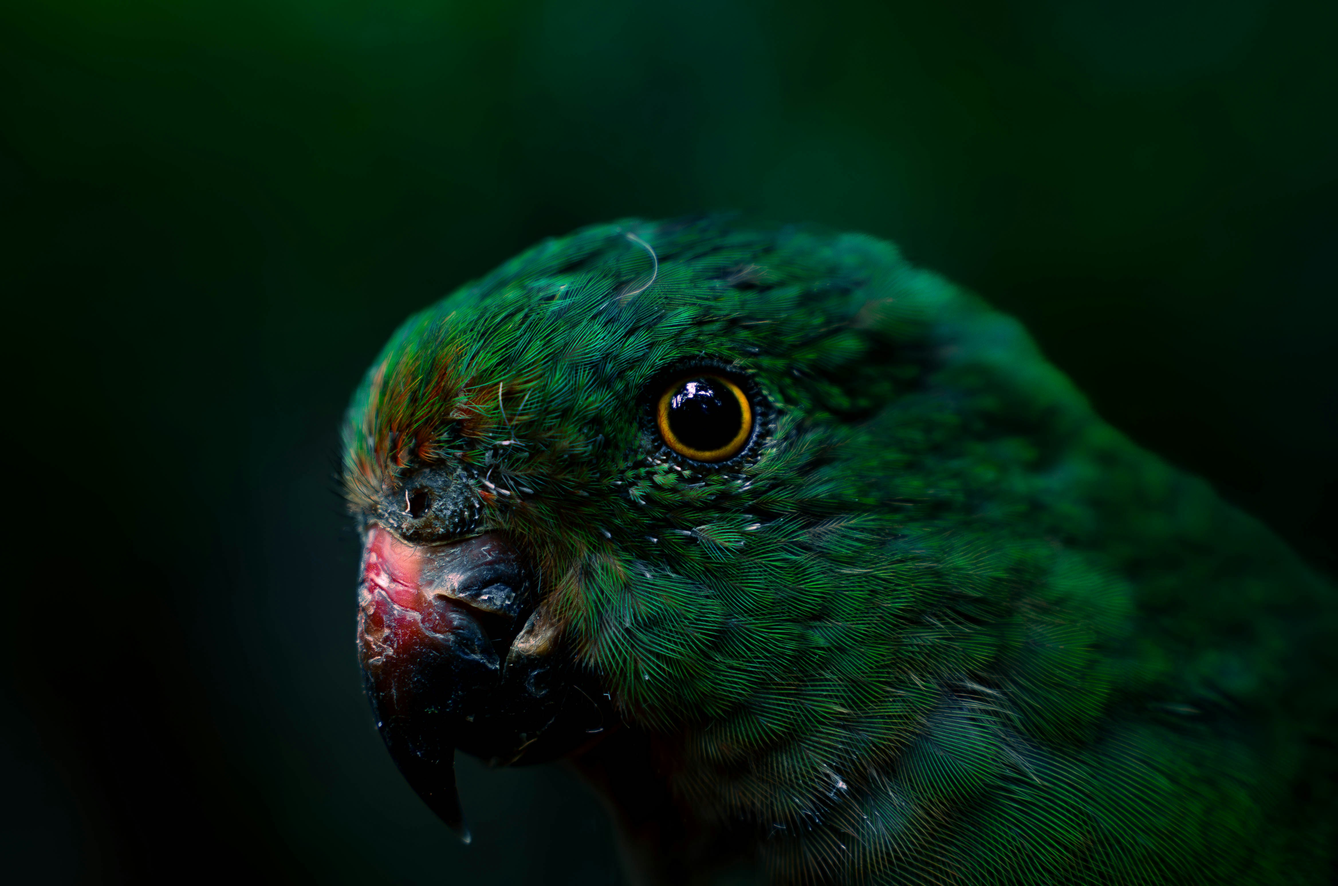 A close-up shows a green parrot's face.