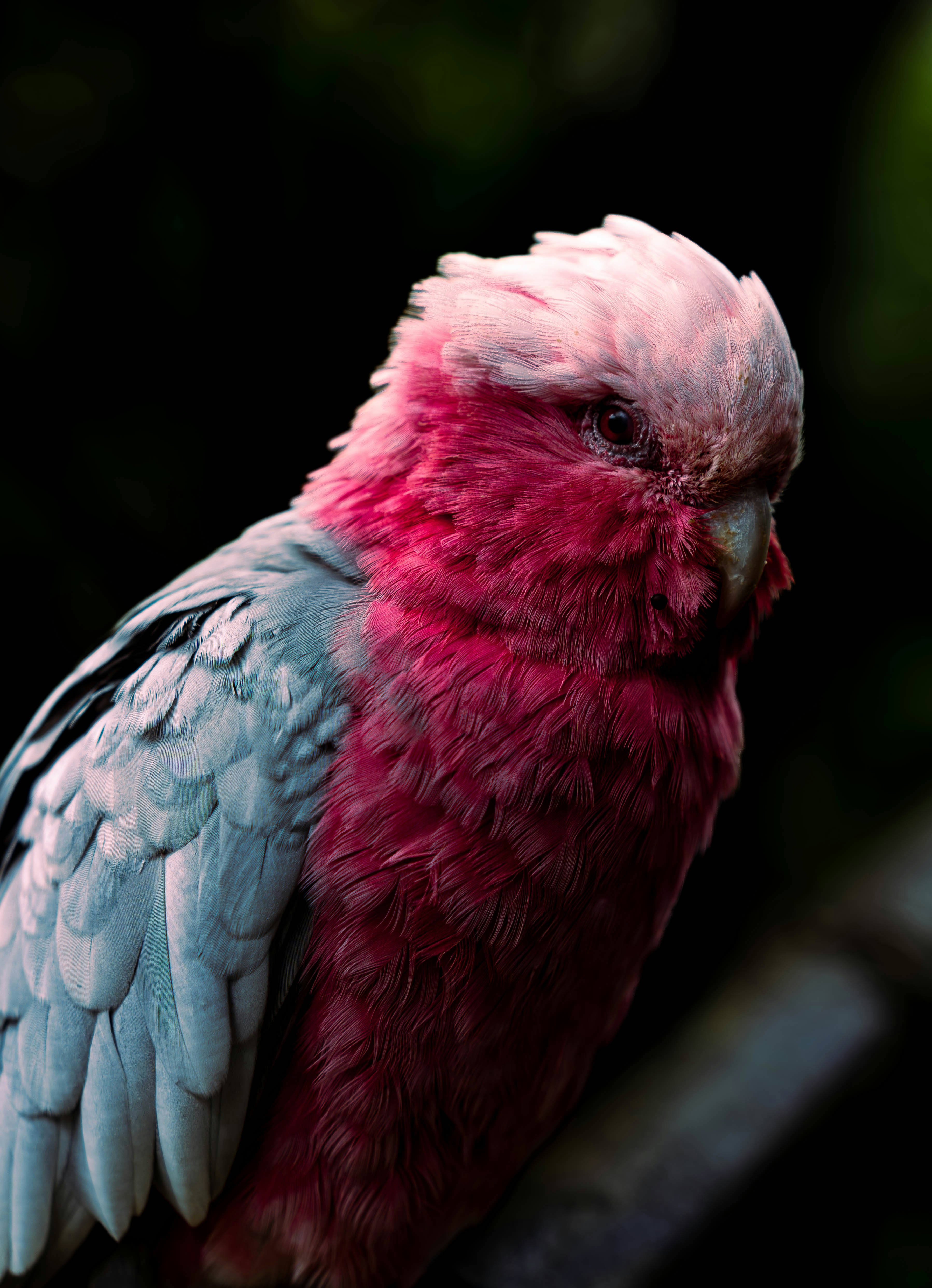 A beautiful pink and gray galah cockatoo. photo – Free Animal Image on ...