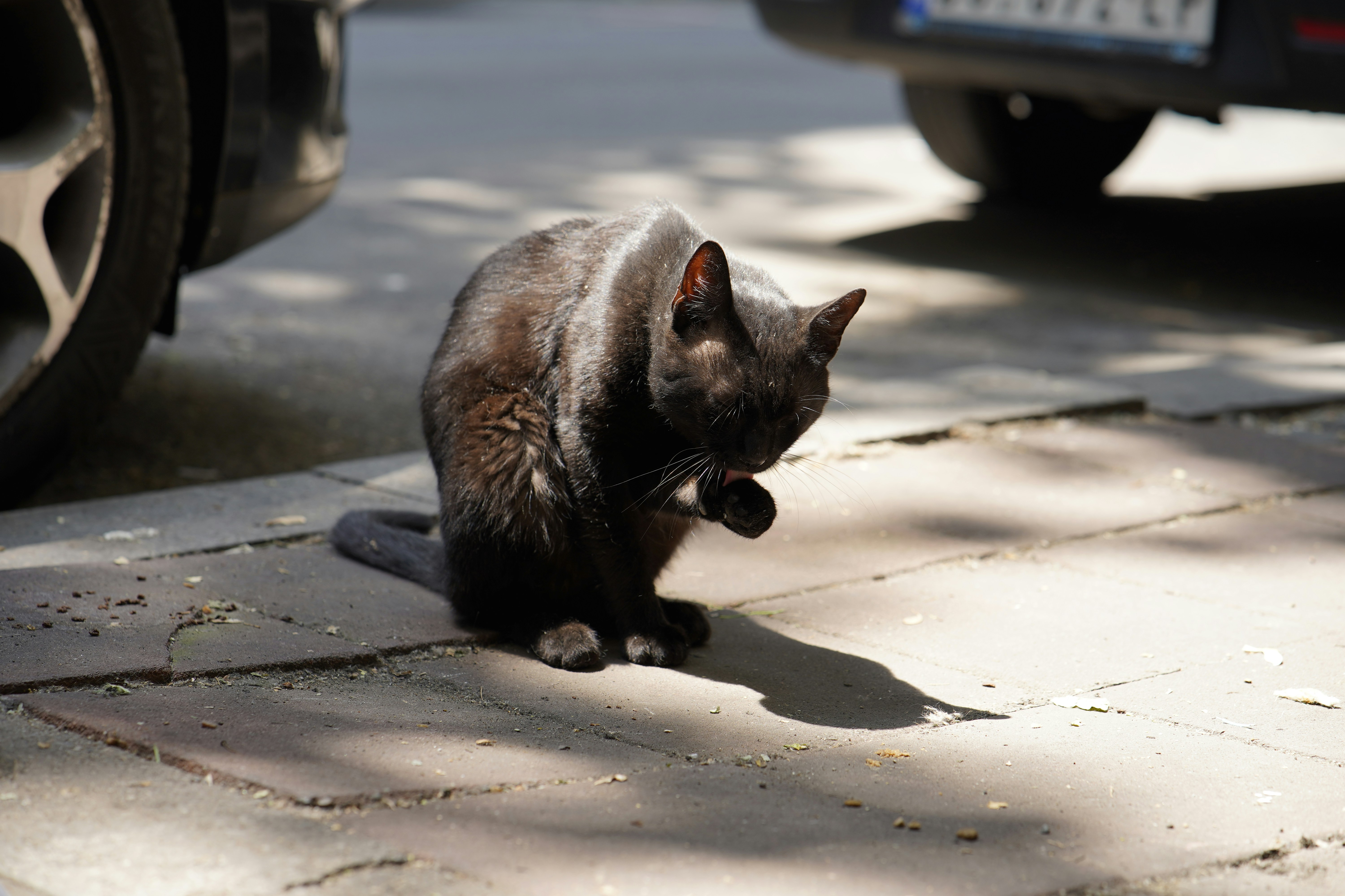 Black cat grooming itself on sunlit pavement, surrounded by shadows of nearby vehicles.