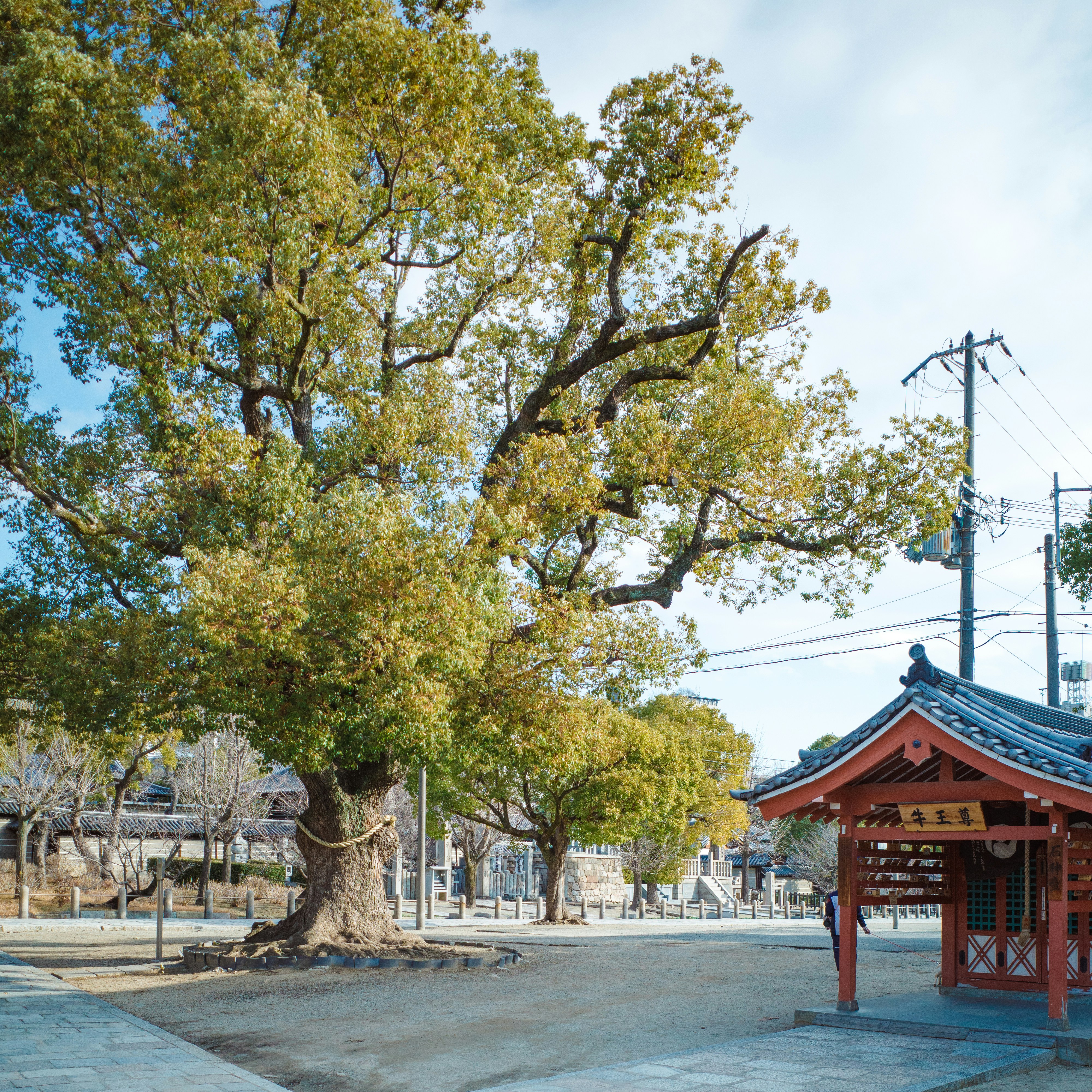Canopy and Shrine Gate: A Quiet Street Framed by a Majestic Tree