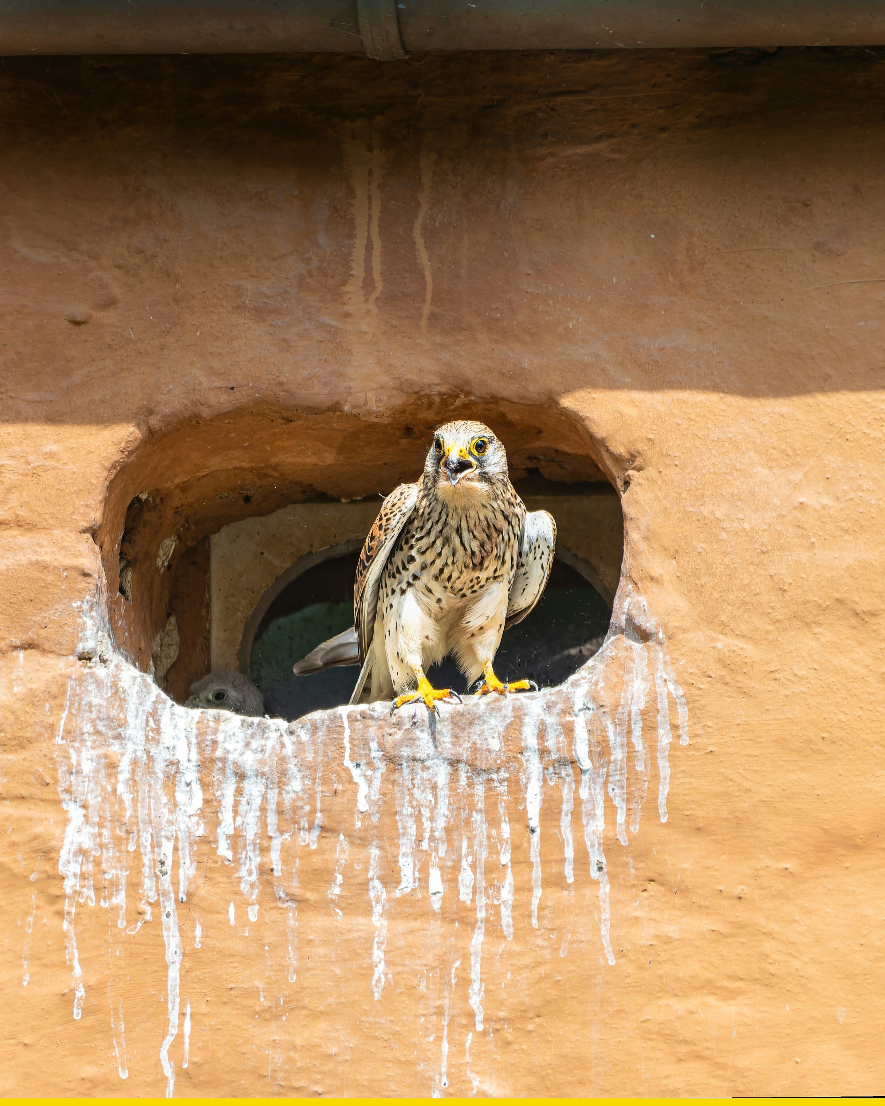 A falcon perched in a weathered wall opening, surveying its surroundings with keen eyes.