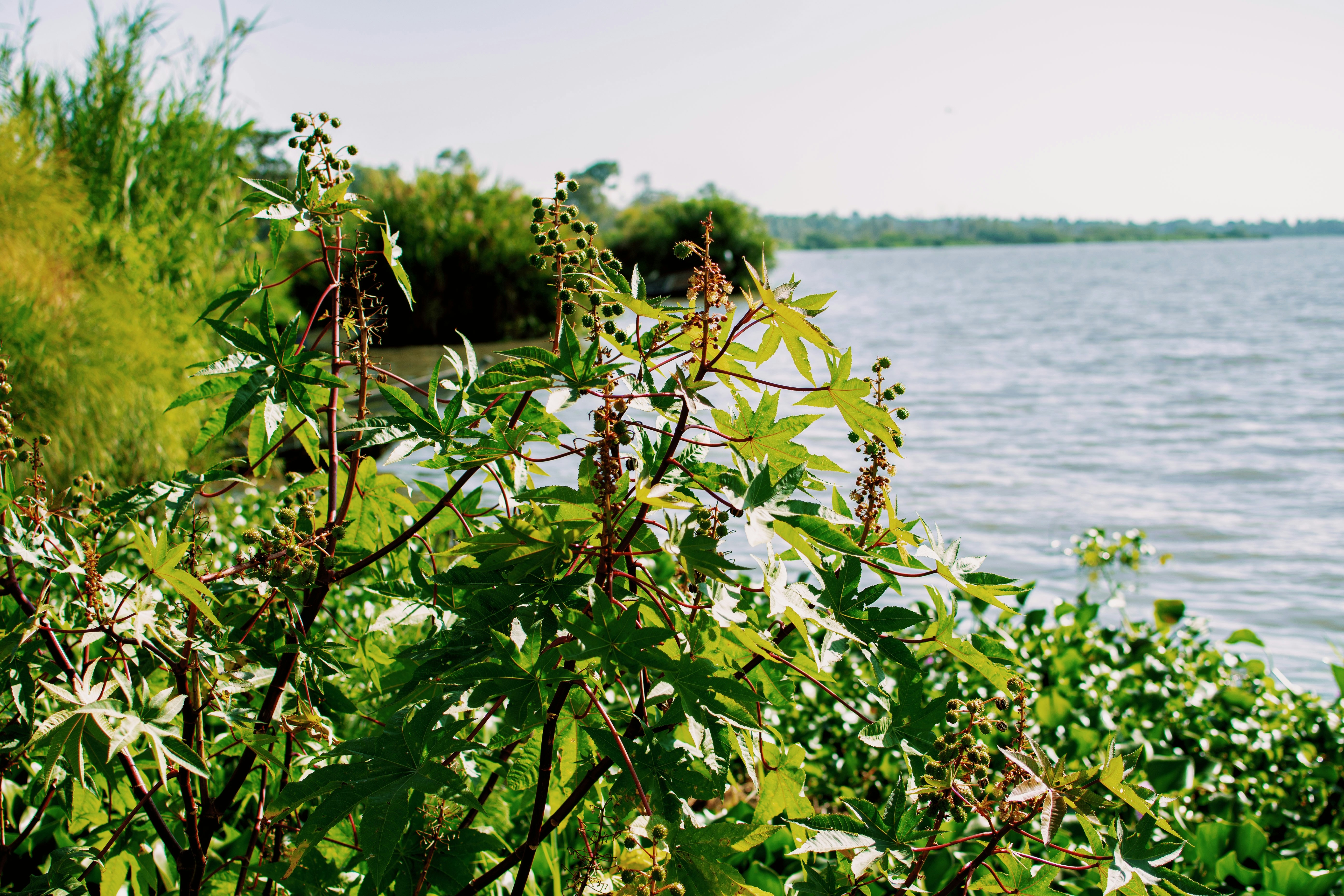 Verdant Foreground Framing a Quiet Lakeside