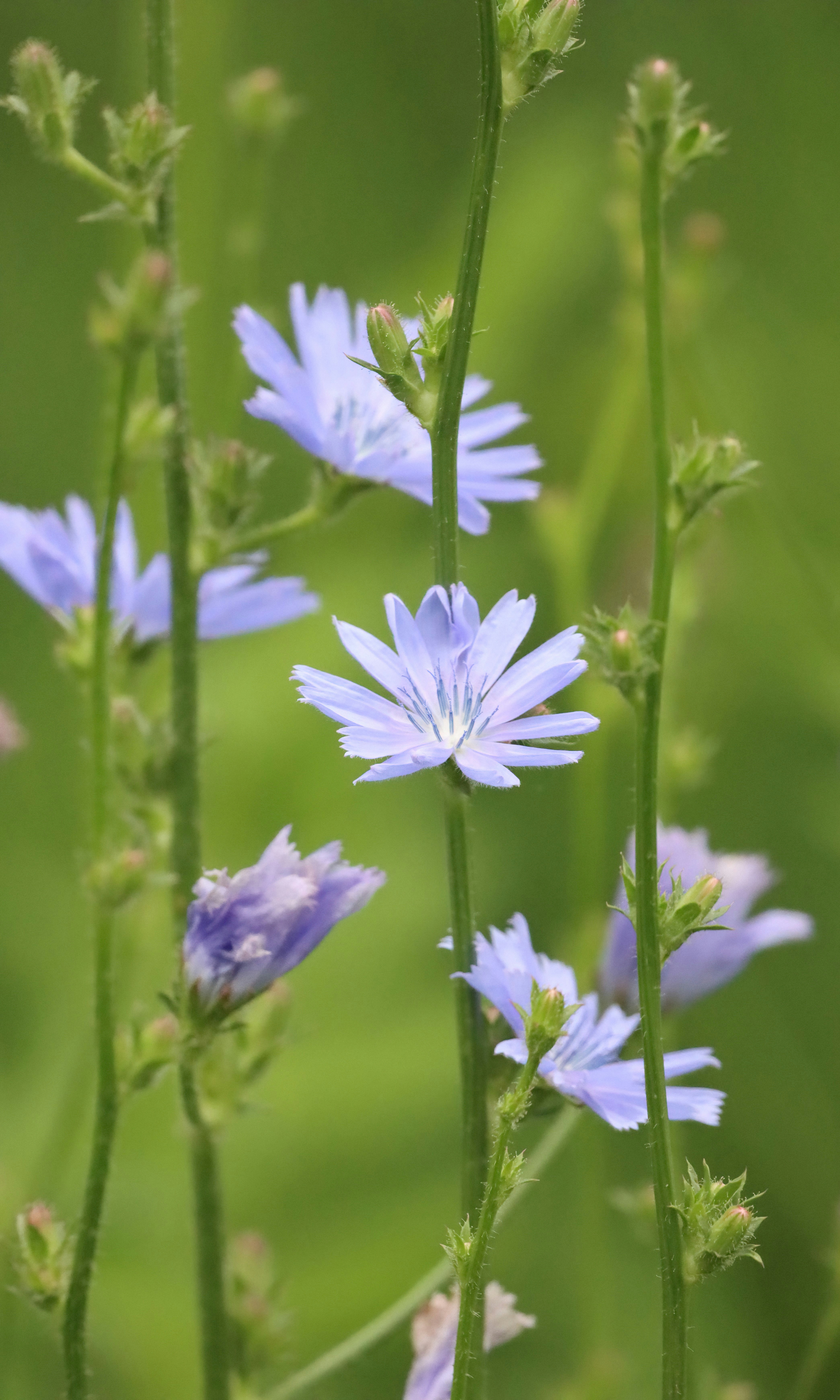 Blue Chicory Threads Woven Through Green Stems