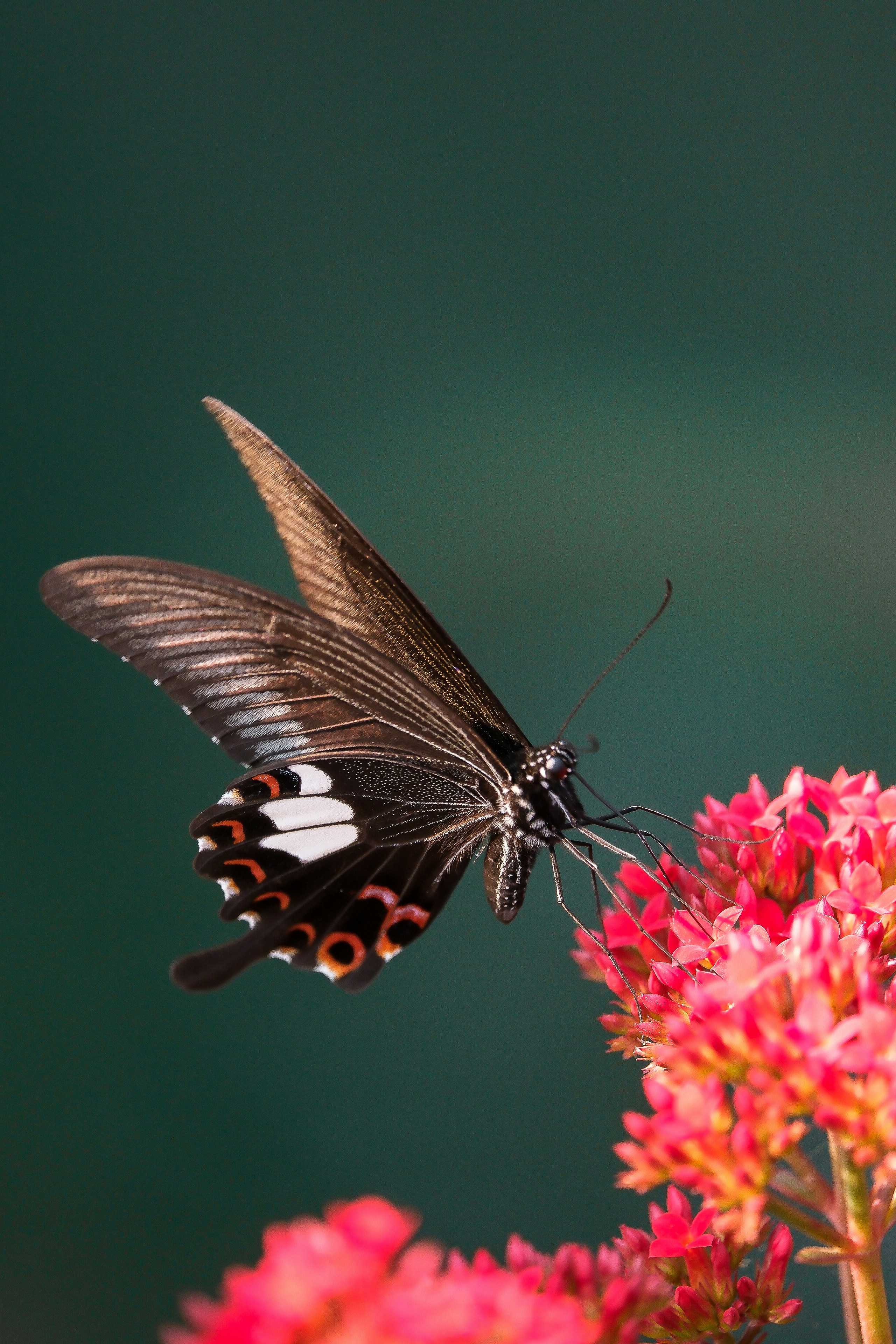 A butterfly gracefully perched on vibrant pink flowers, showcasing its intricate wing patterns against a soft background.