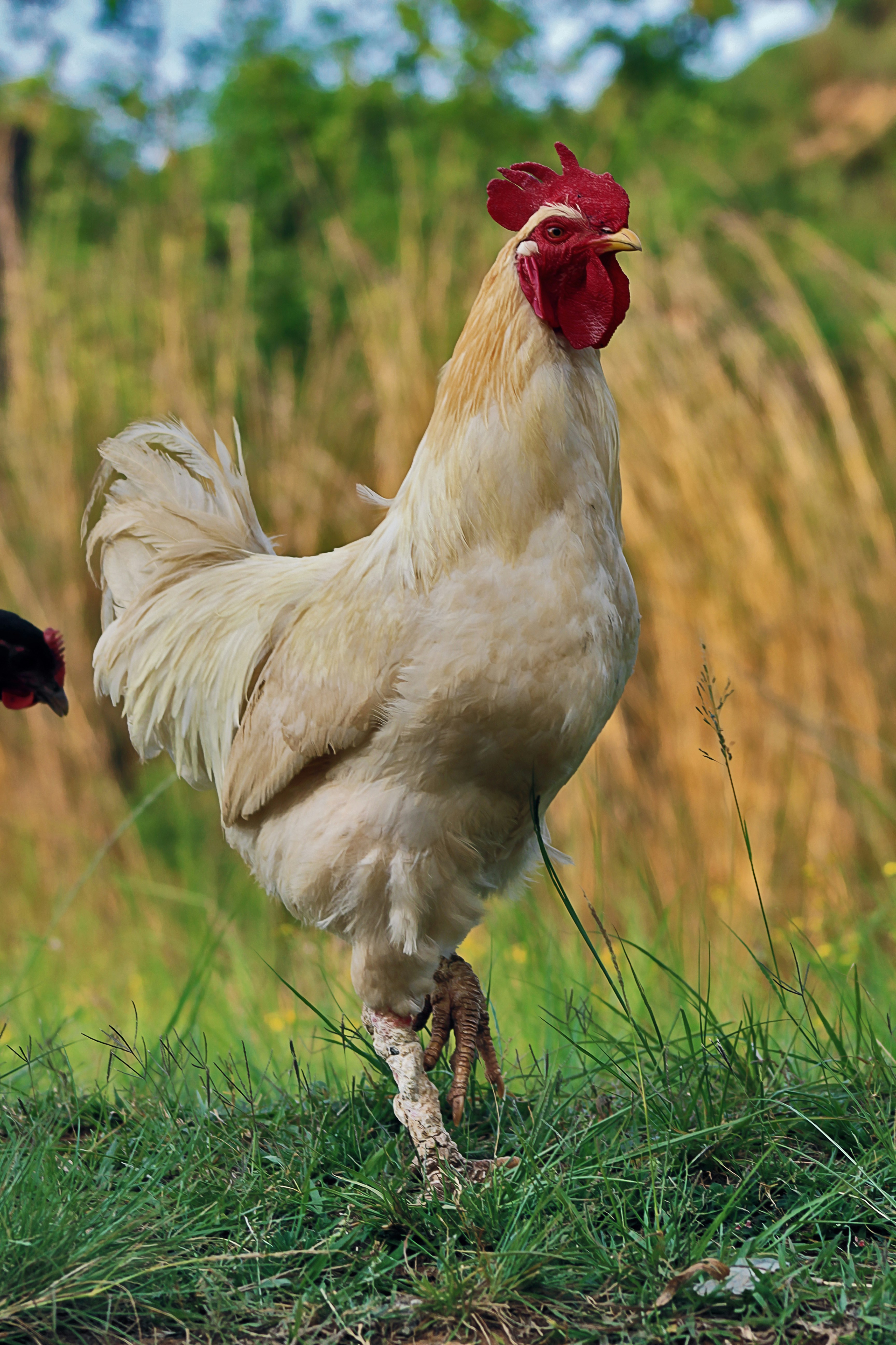 Regal Rooster Amidst Nature's Palette