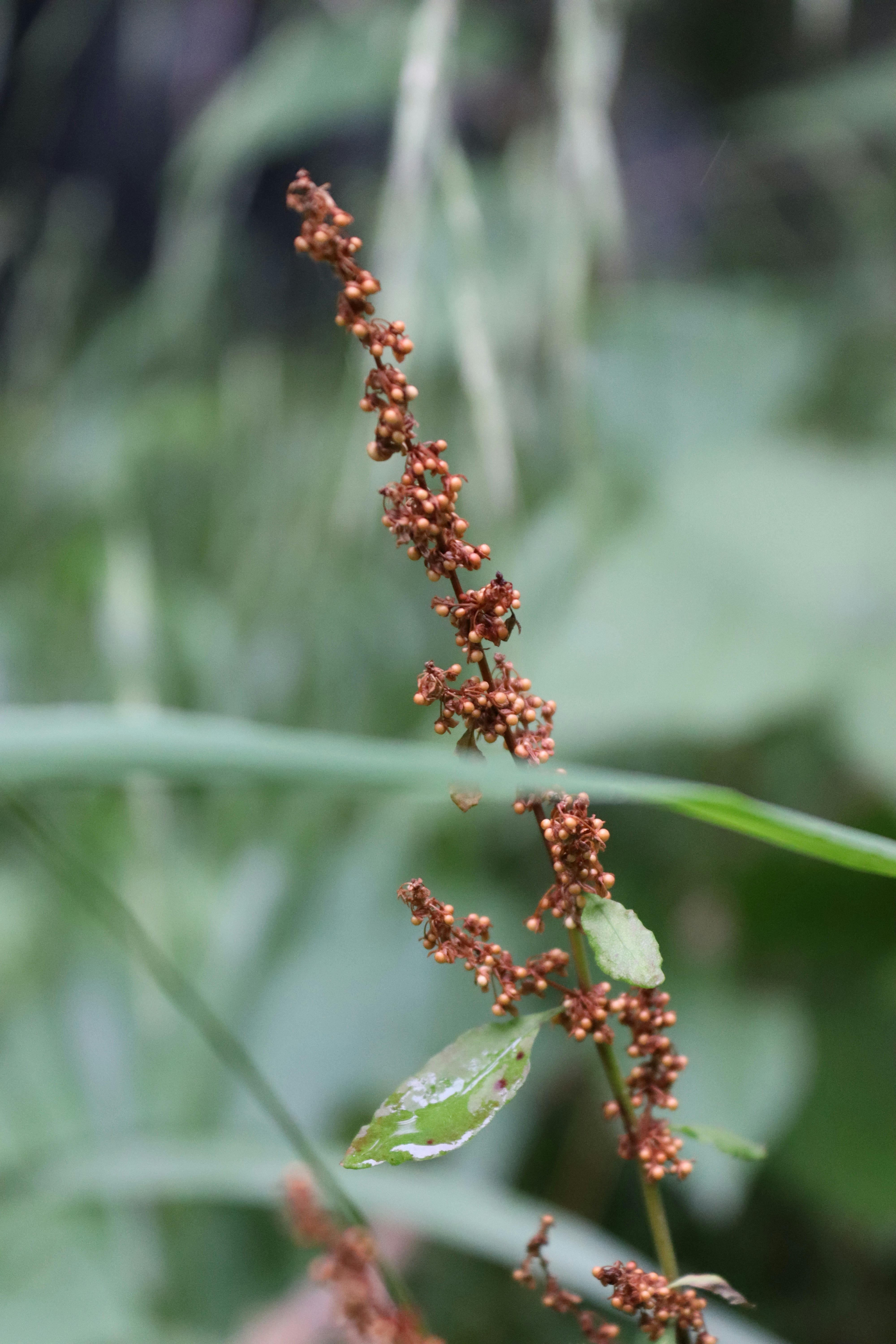 A plant displays brown seed pods.