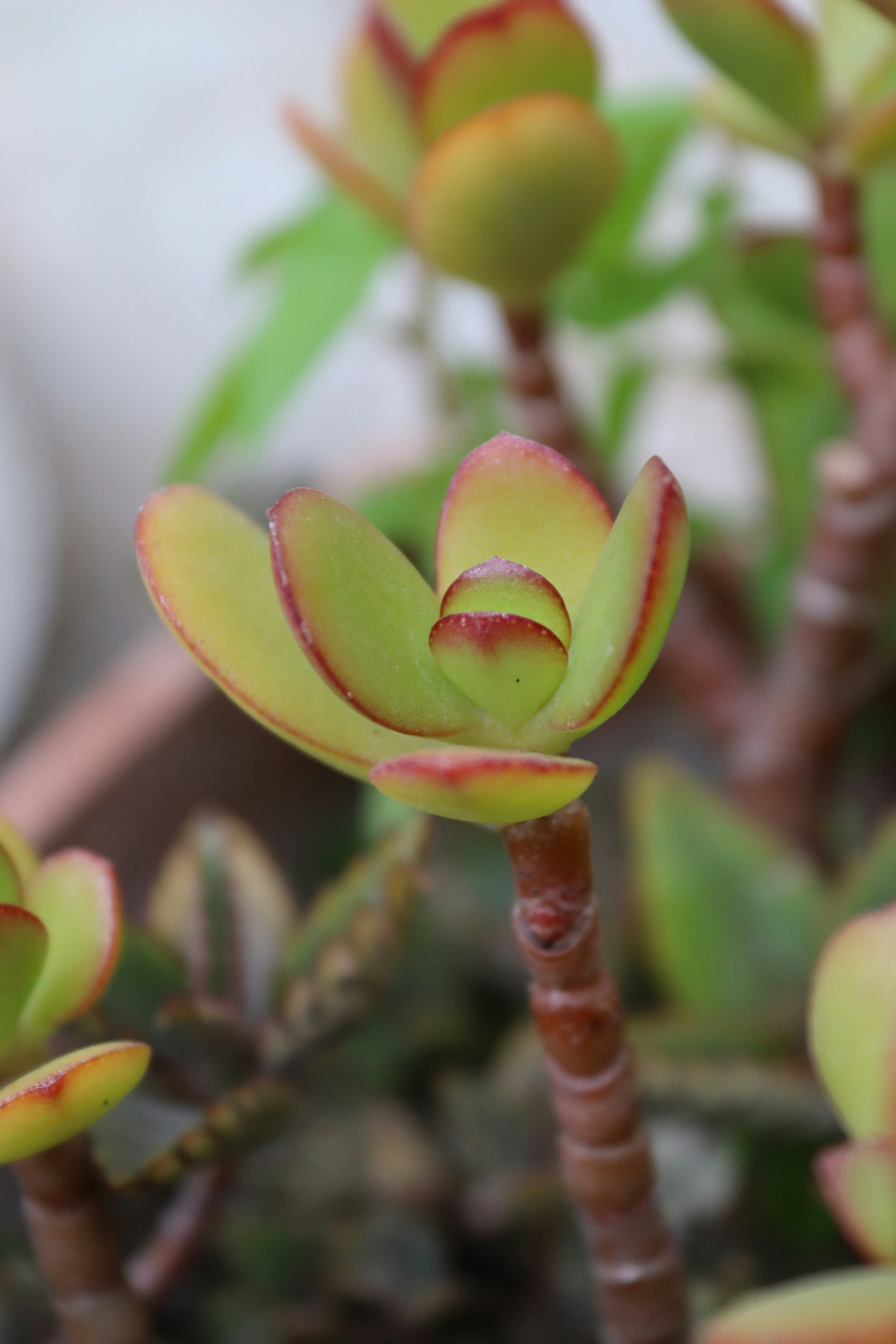 Crimson-Edged Rosette: A Macro Portrait of a Sunlit Succulent