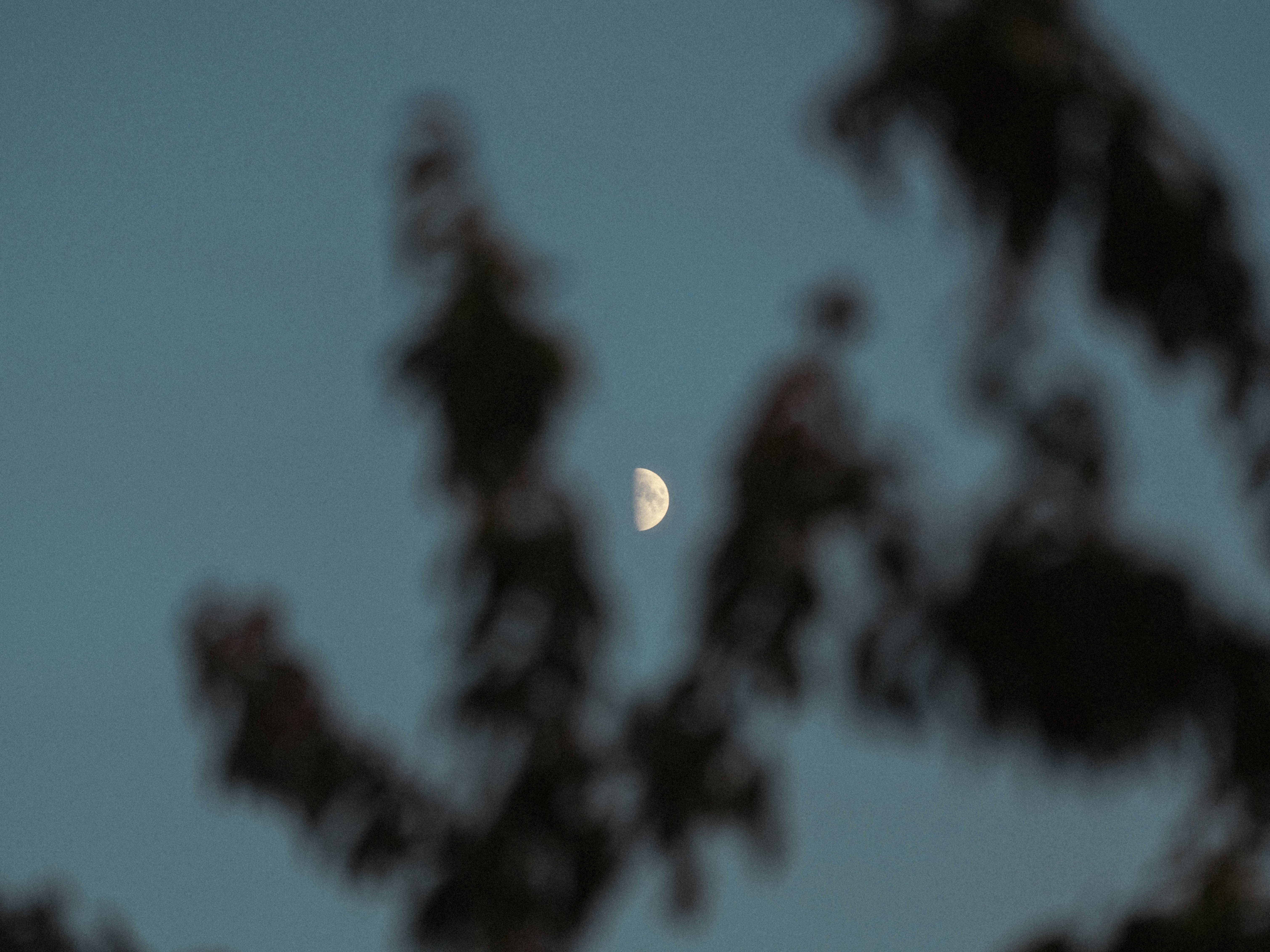 The moon shines between tree branches at dusk.