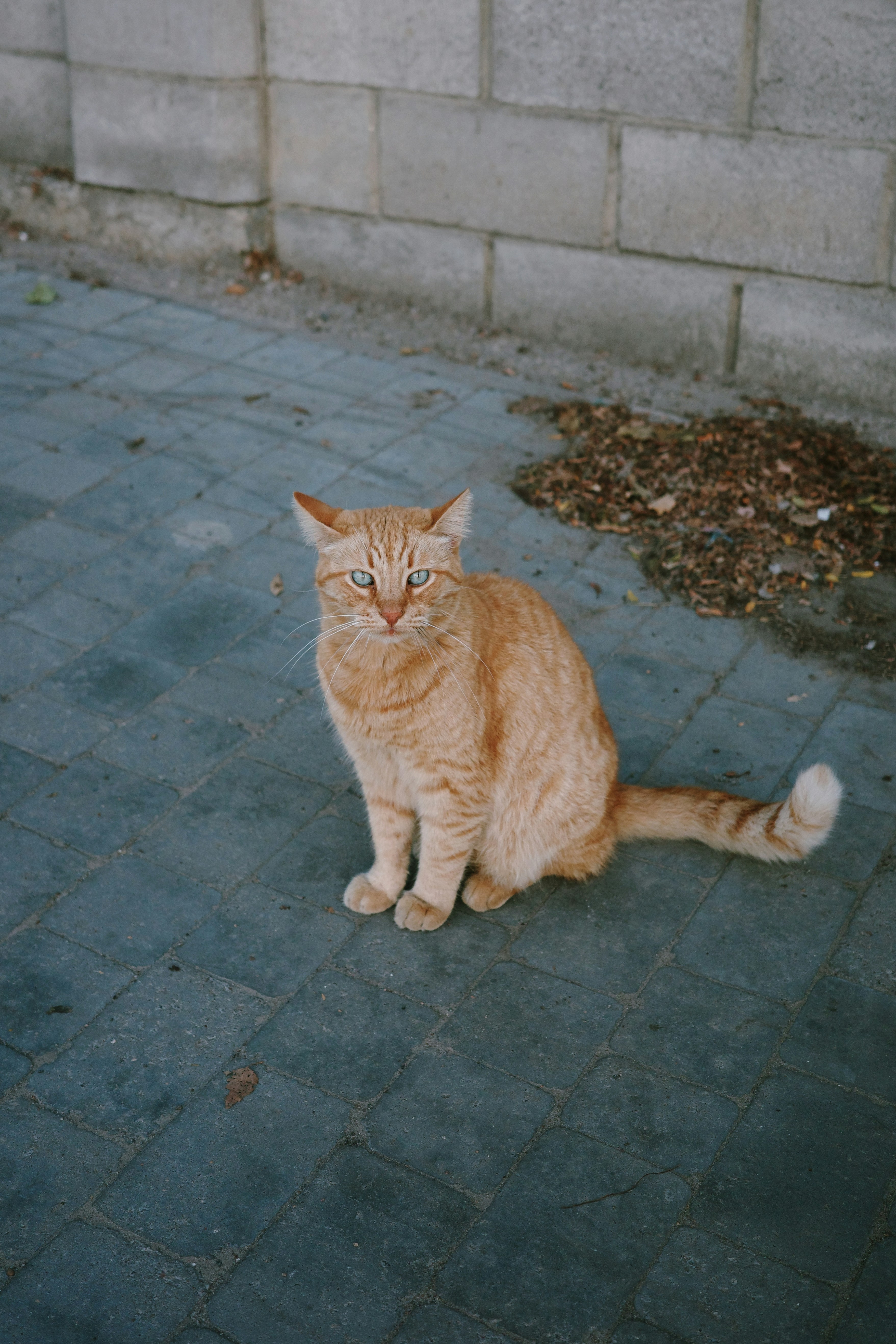 An orange tabby cat with piercing blue eyes sits attentively on a textured, grey paved surface. Its fur, a rich blend of ginger and cream, is clearly visible as it gazes forward. Behind the feline, a rough concrete block wall forms the backdrop, adding an urban element to the scene. Scattered dried leaves or debris on the ground further define the outdoor setting. The overall impression is one of a watchful, calm presence in a subtly gritty | An orange cat sits on a sidewalk.