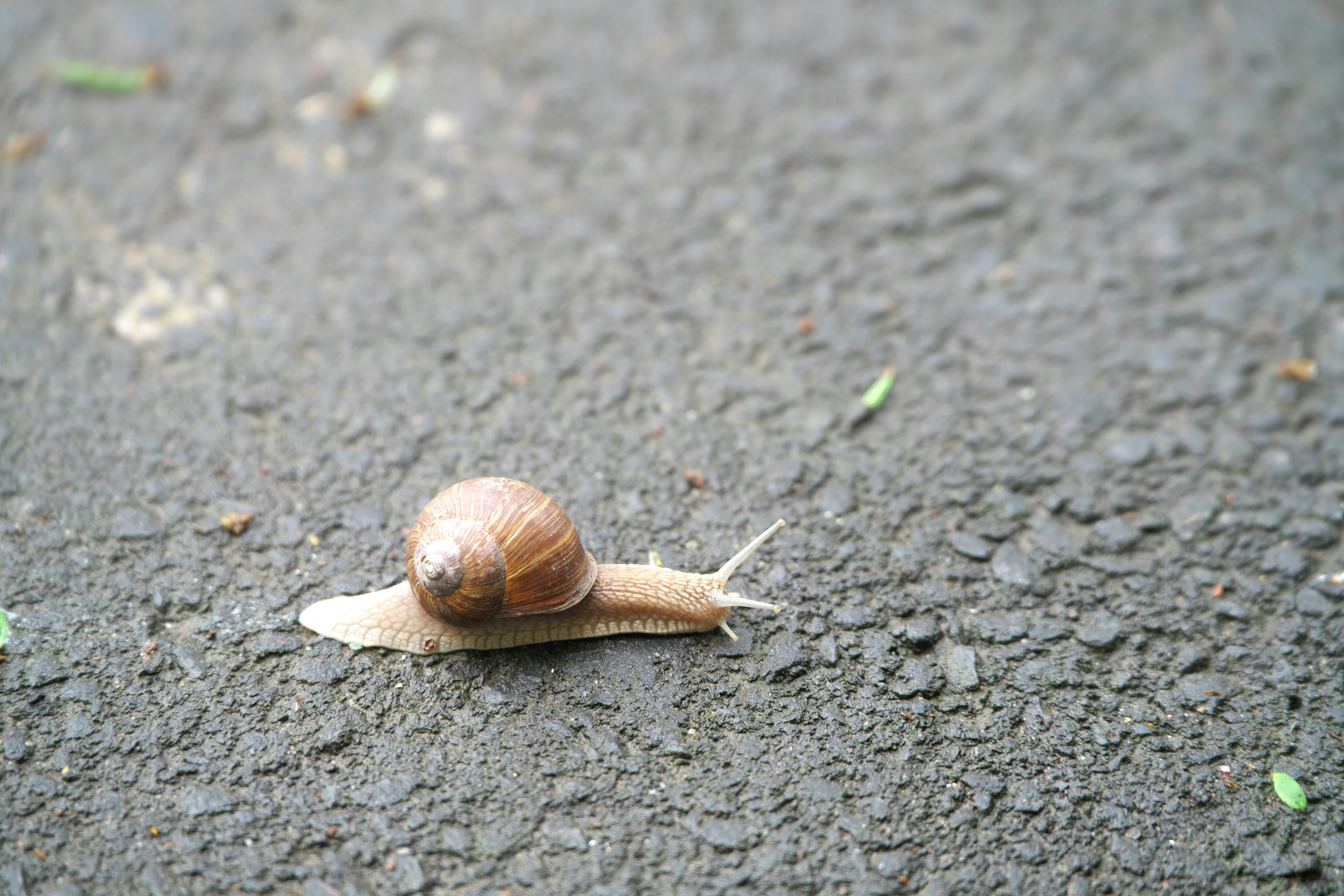 Low-Contrast Camino: A Snail Traverses an Asphalt Stage
