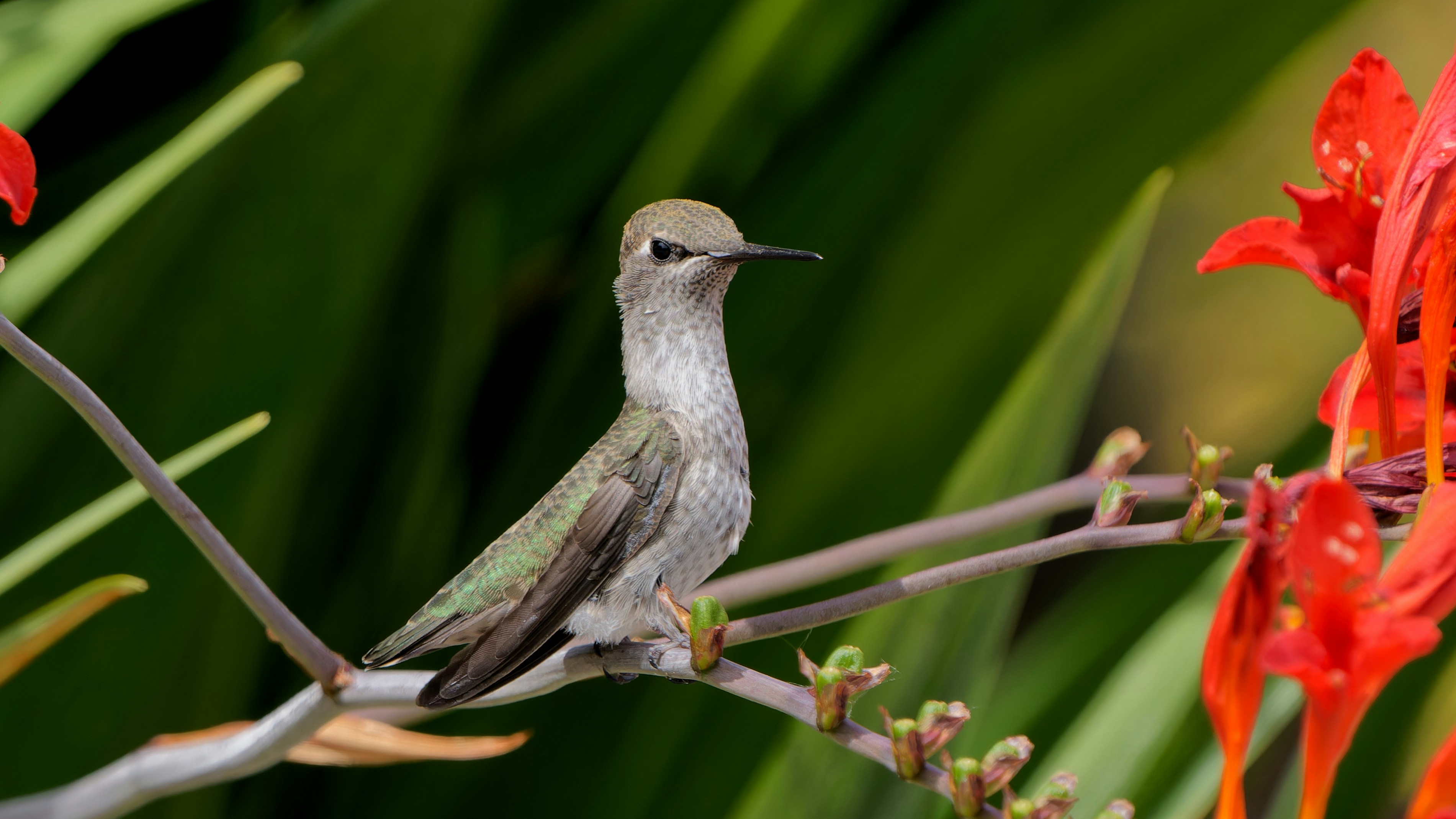 Nature's Jewel: A Hummingbird's Pause