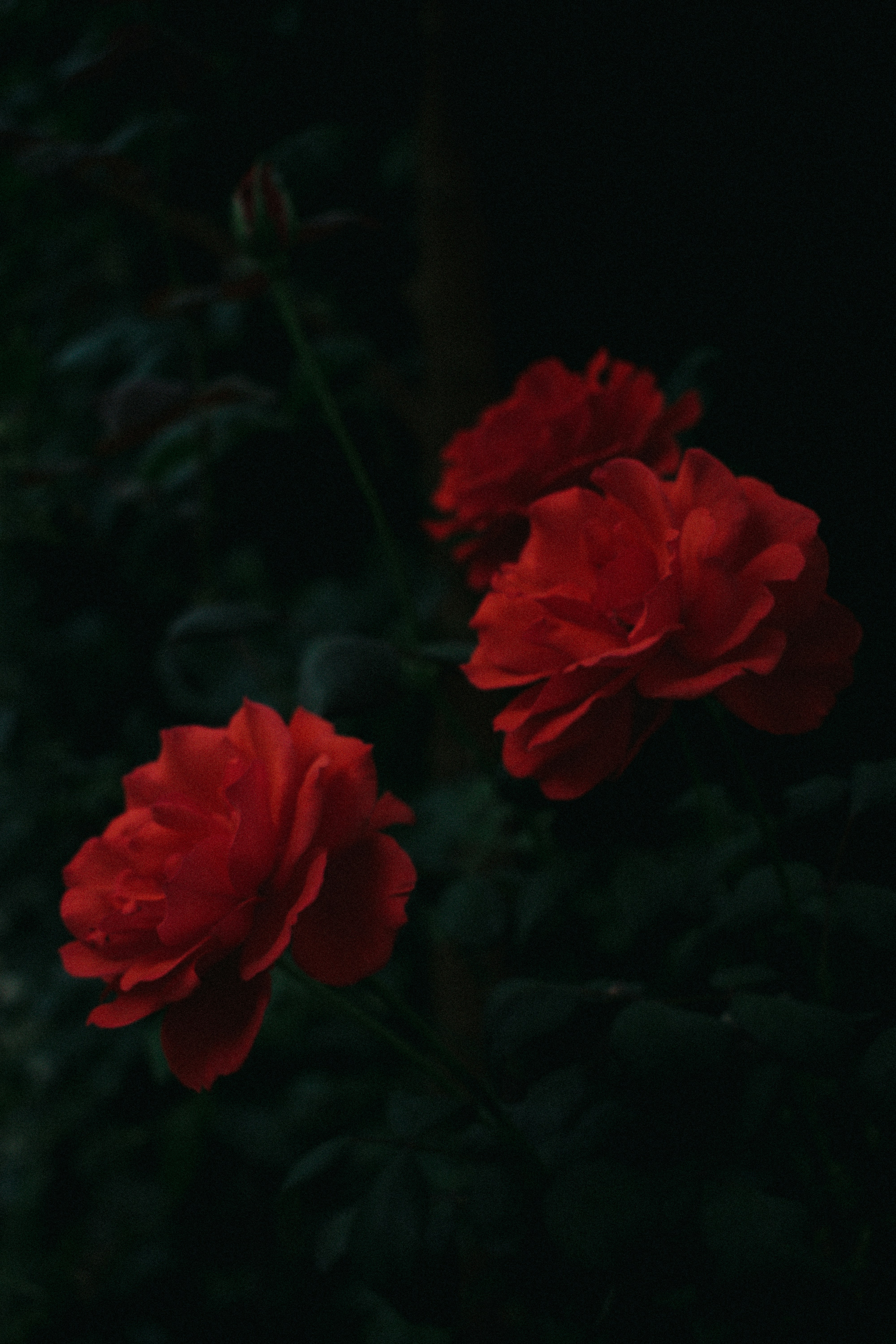 Dark and Roses | Three vibrant red roses bloom in darkness.