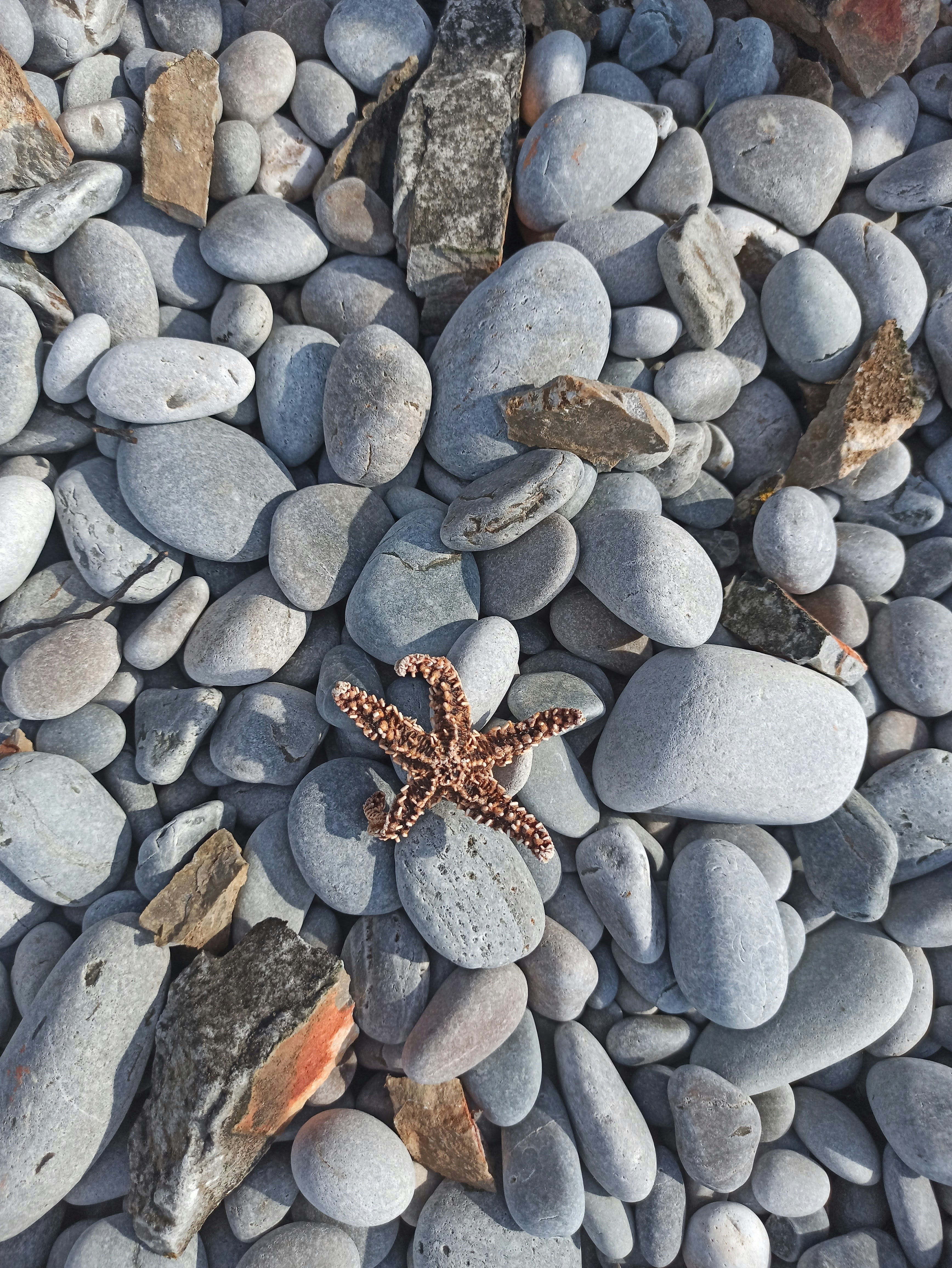 A Star Among Stones: Nature's Hidden Gem