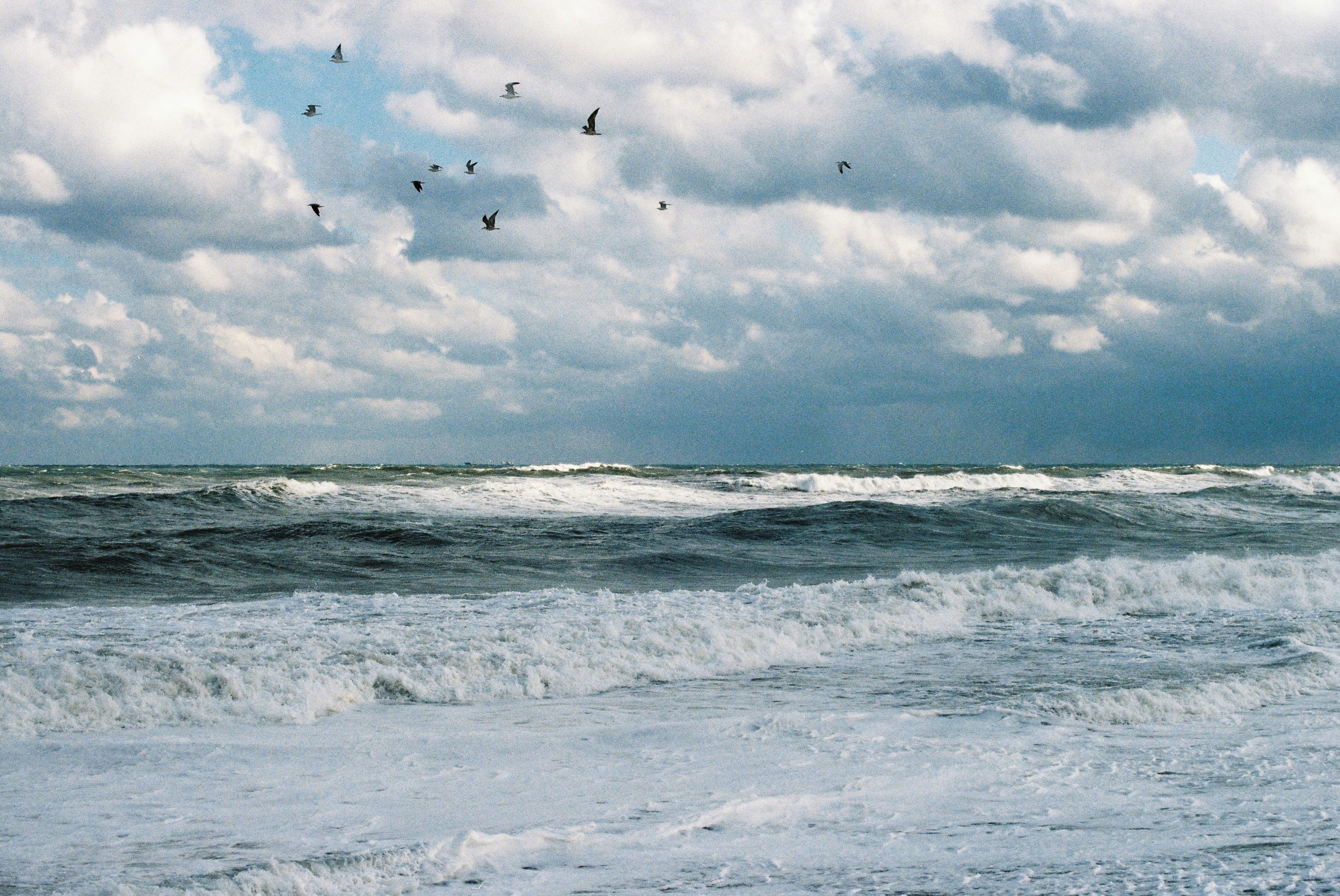 Churning ocean waves meet a dramatic sky filled with birds in flight, capturing the essence of nature's dynamic beauty.