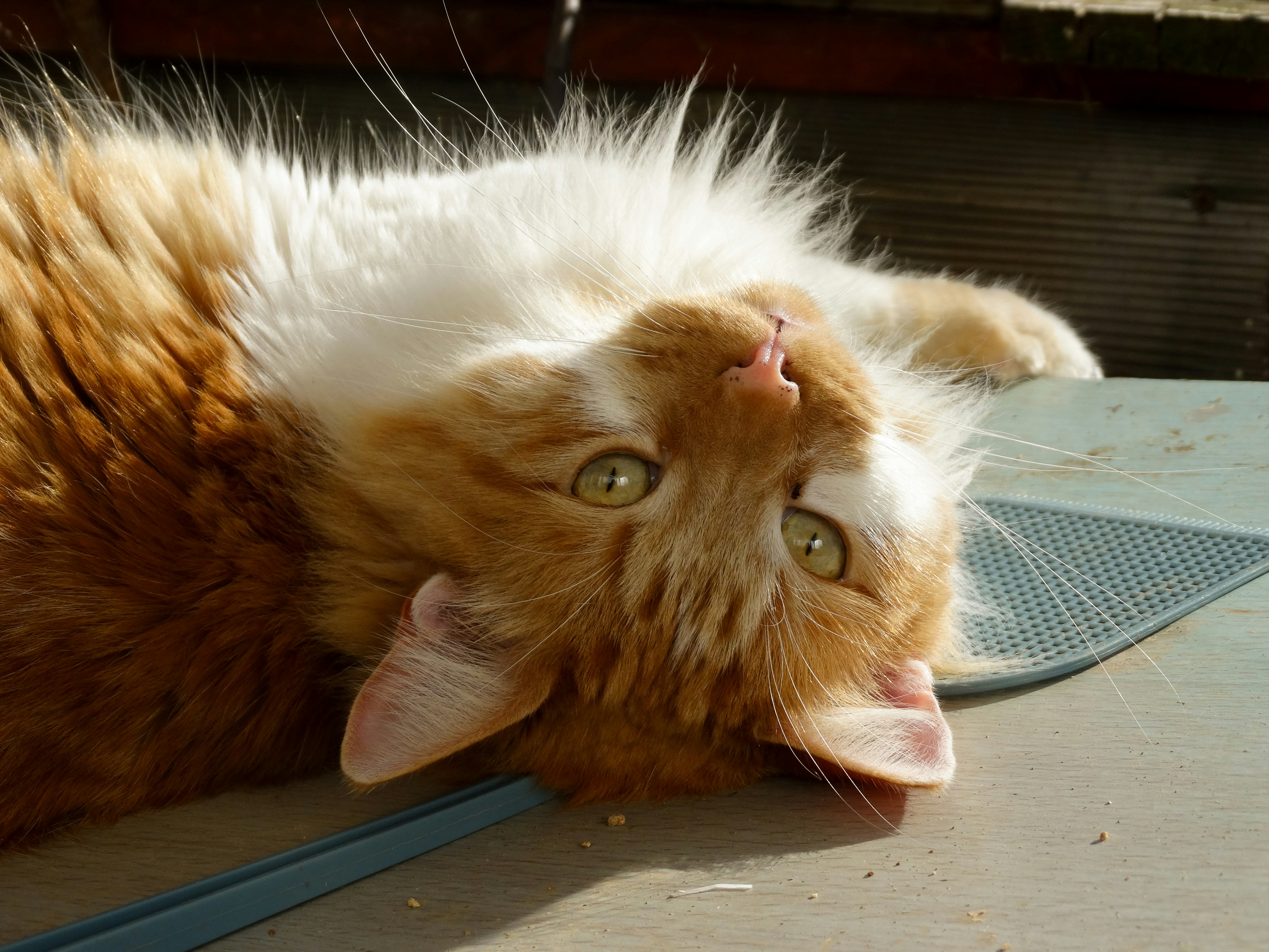 Gato | A ginger cat is relaxing and looking up.