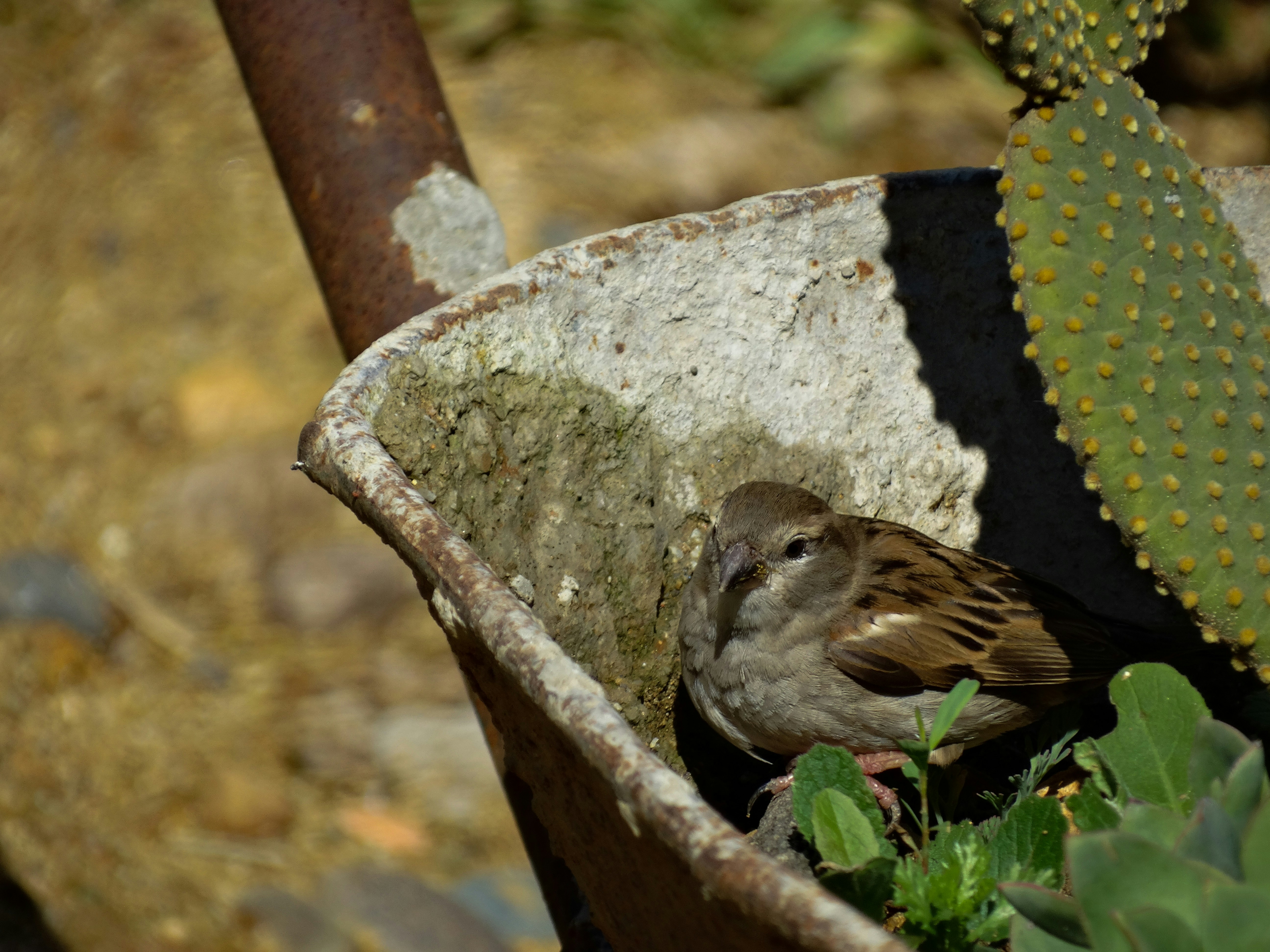 Gorrión | A small sparrow rests inside a wheelbarrow.