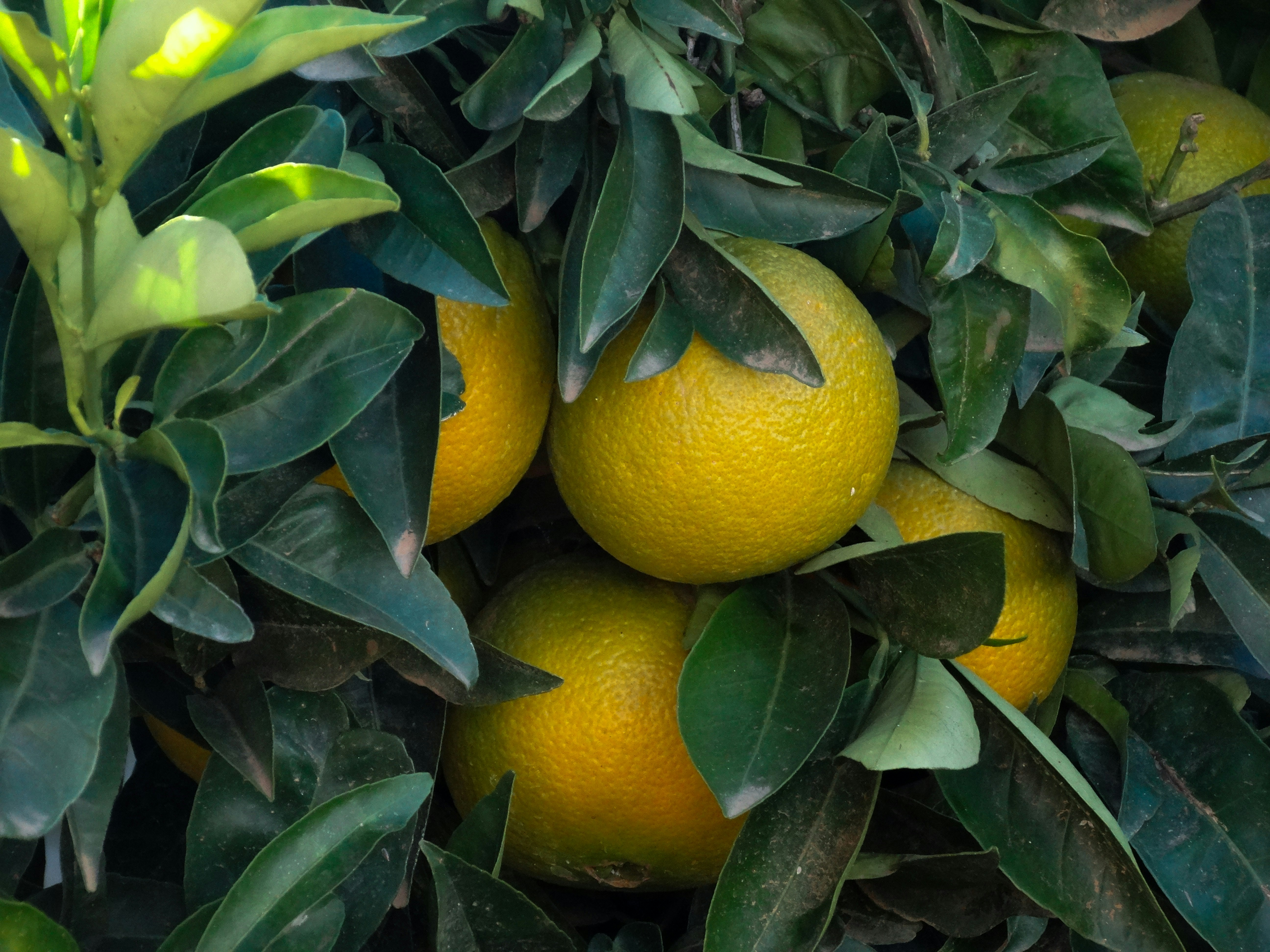 Naranjo | Ripe oranges hidden among green leaves.