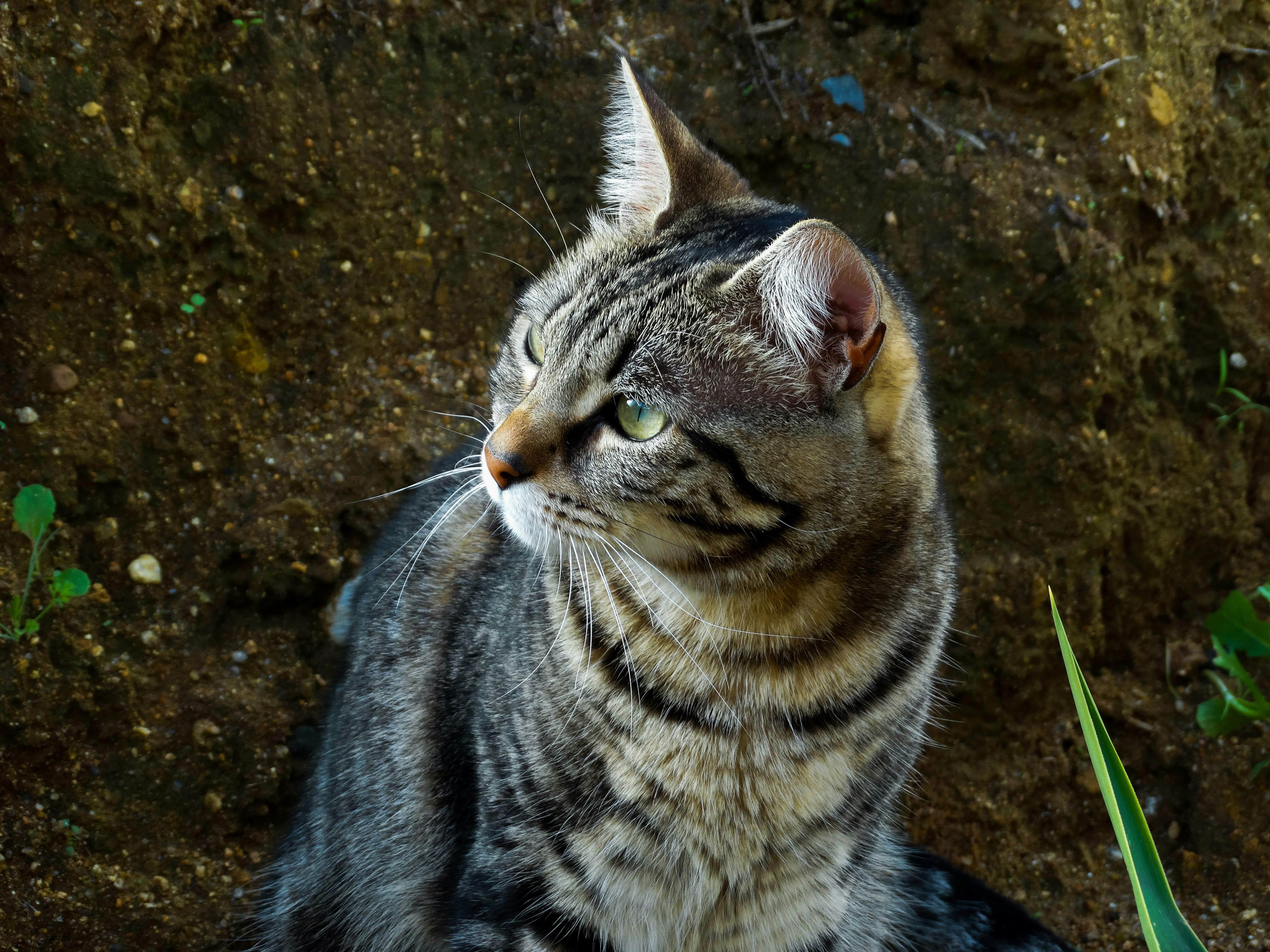 Tabby cat gazing thoughtfully to the side, surrounded by earthy tones and greenery.