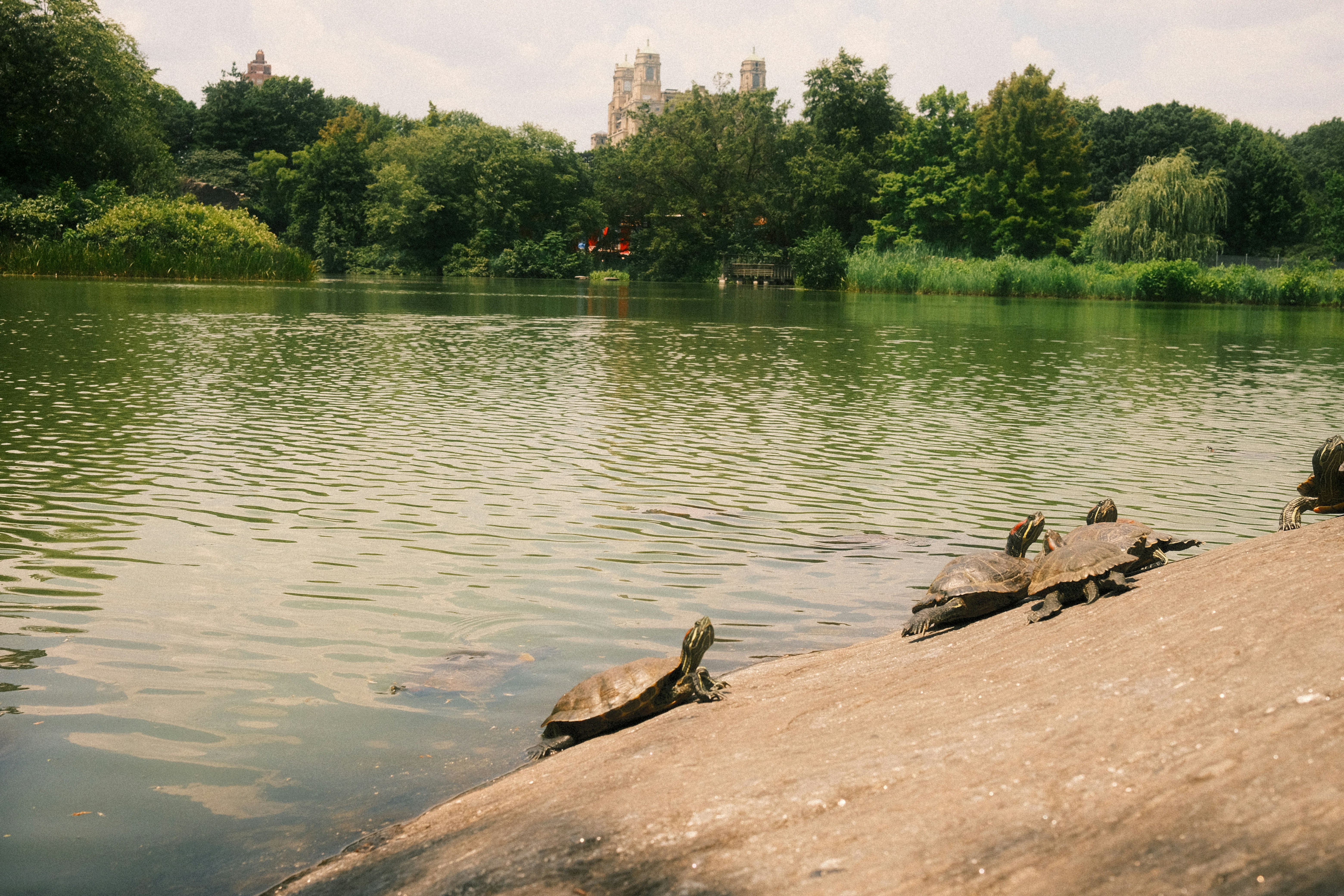 Serenity by the Waterside: Turtles at Rest