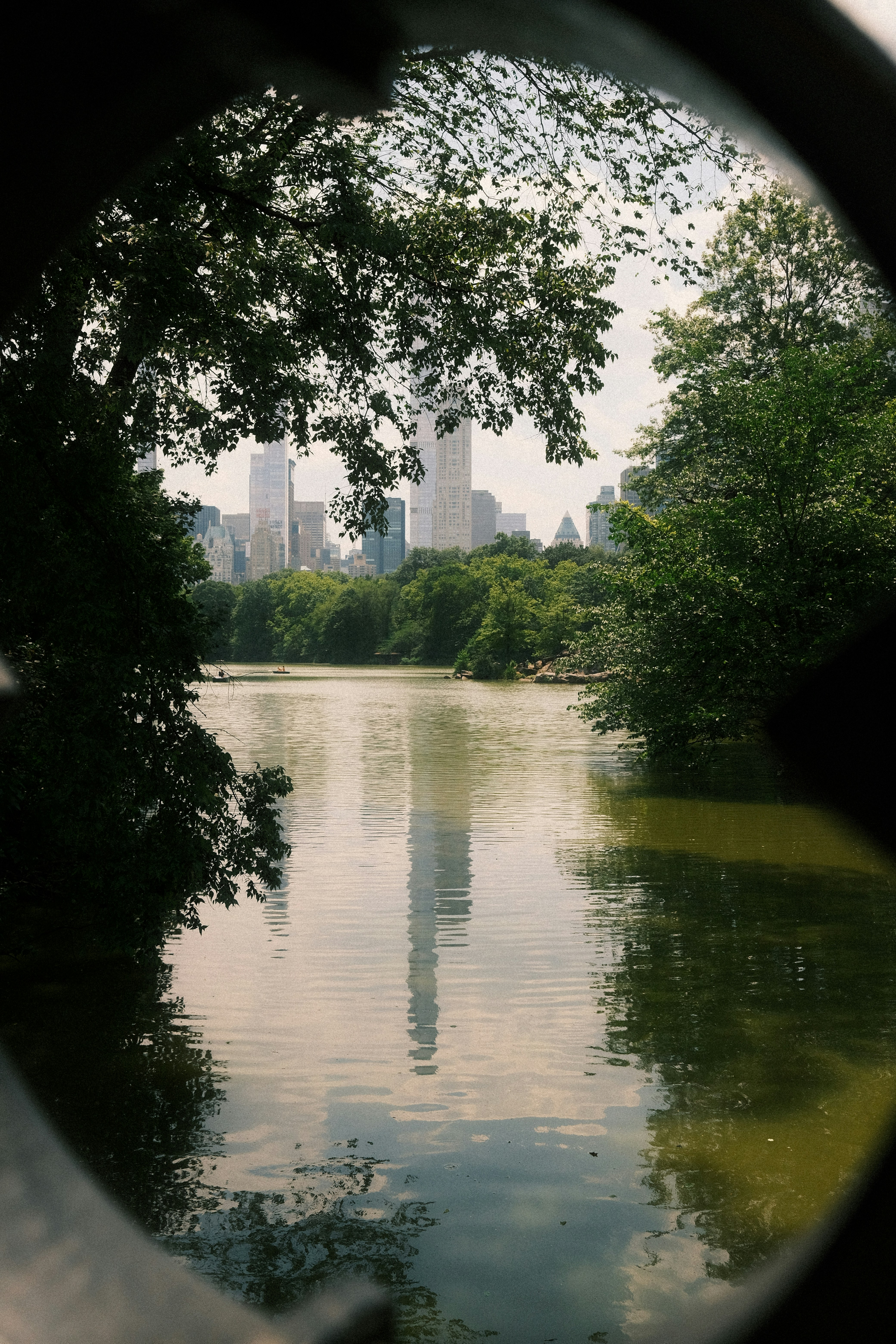 Urban Oasis: A Glimpse Through Nature's Frame