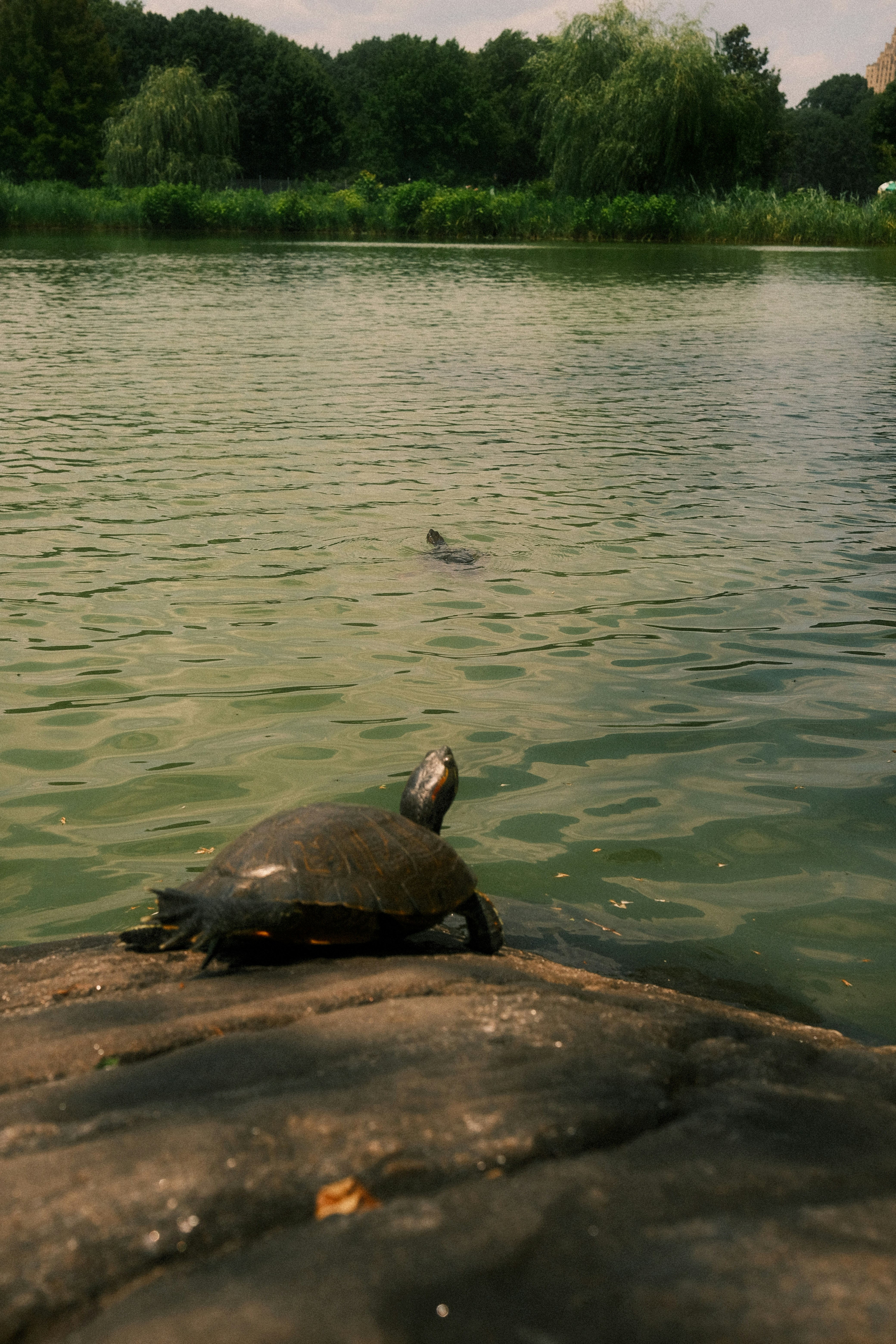 Serene Moments by the Water's Edge
