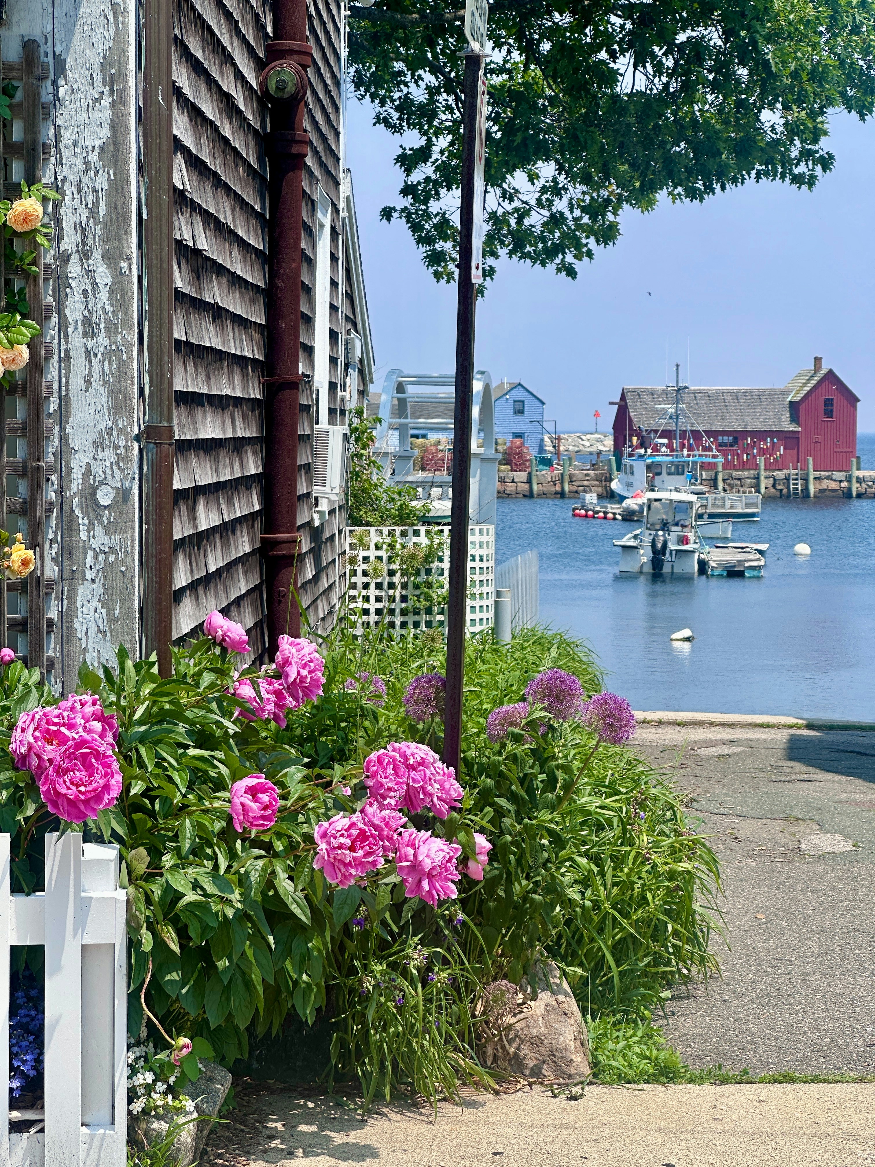 Harborfront Serenity: A Floral Embrace