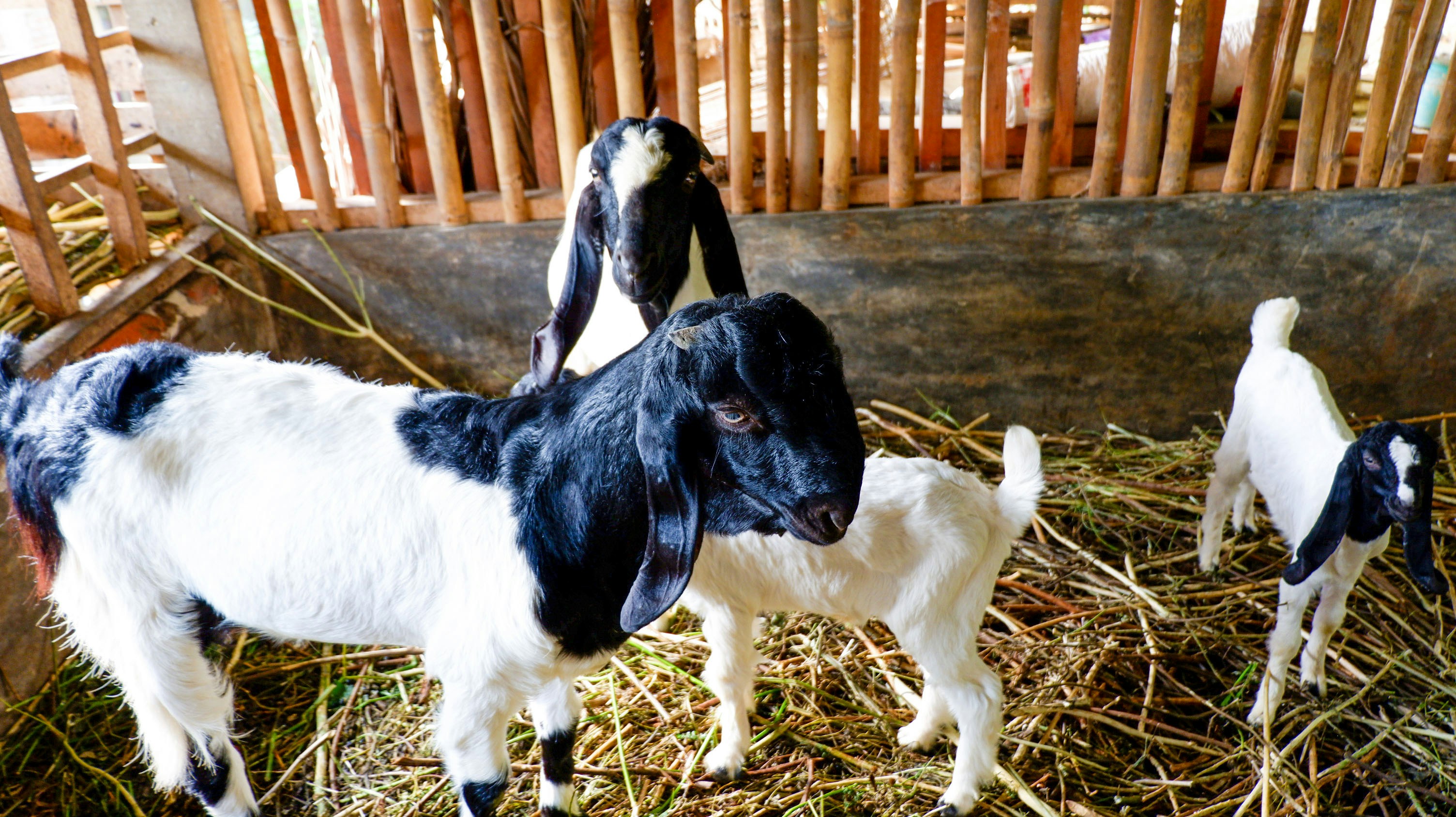 A group of playful goats interacting in a rustic barn setting, surrounded by straw and wooden beams.