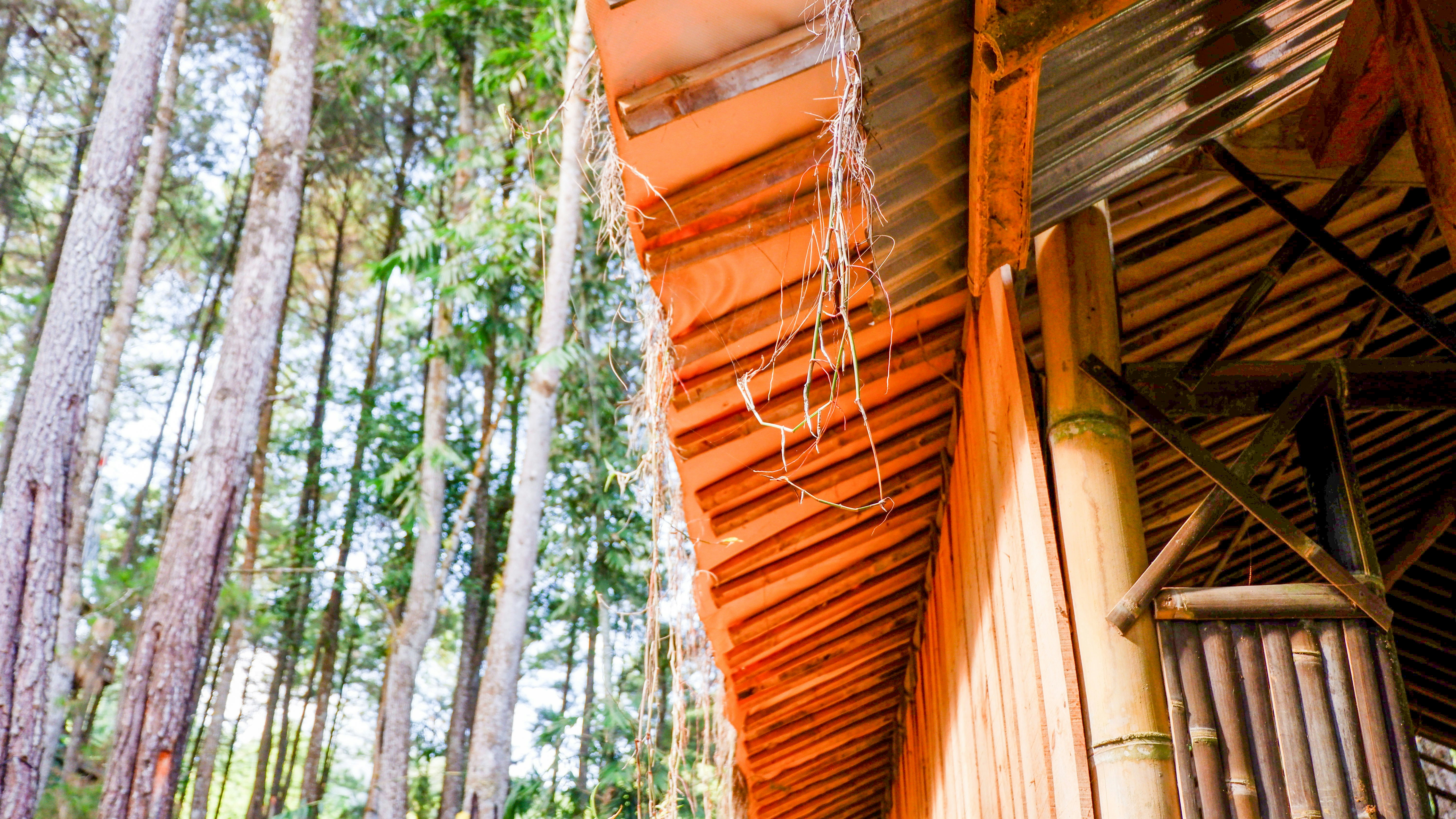 Nature's Embrace: A Rustic Retreat