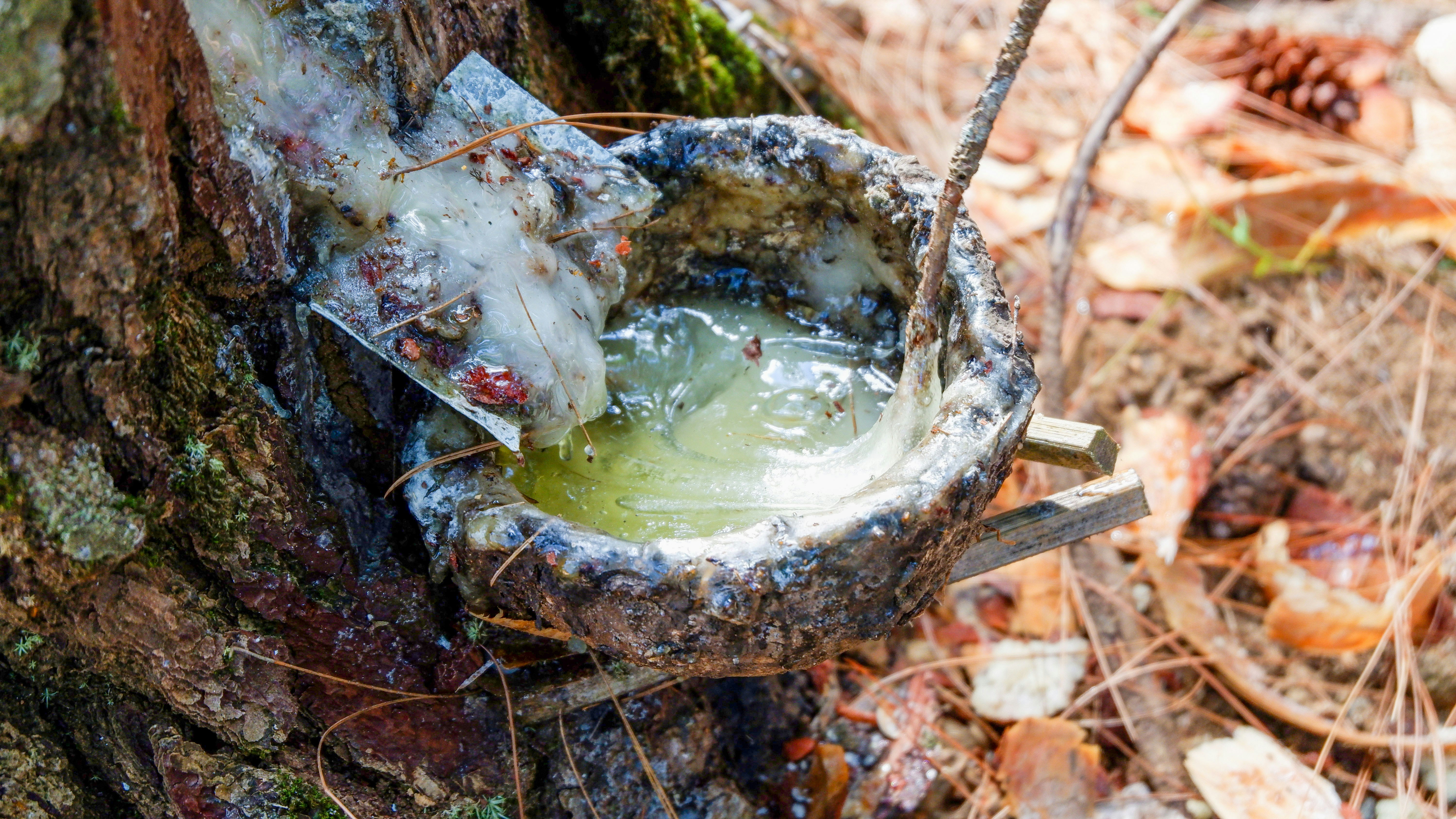 Nature's Resinous Harvest: The Art of Sap Collection