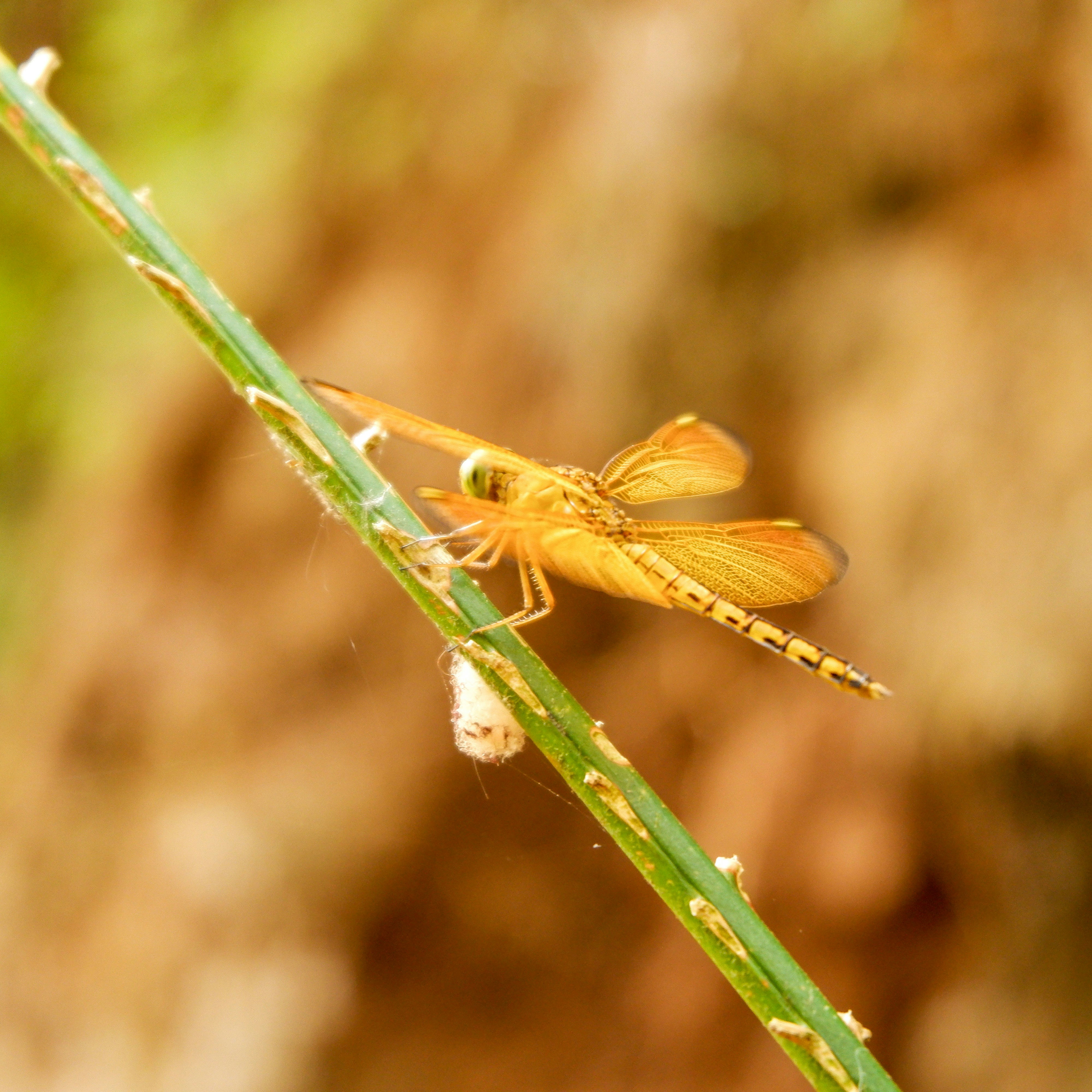 Golden Wings: A Dragonfly's Perch
