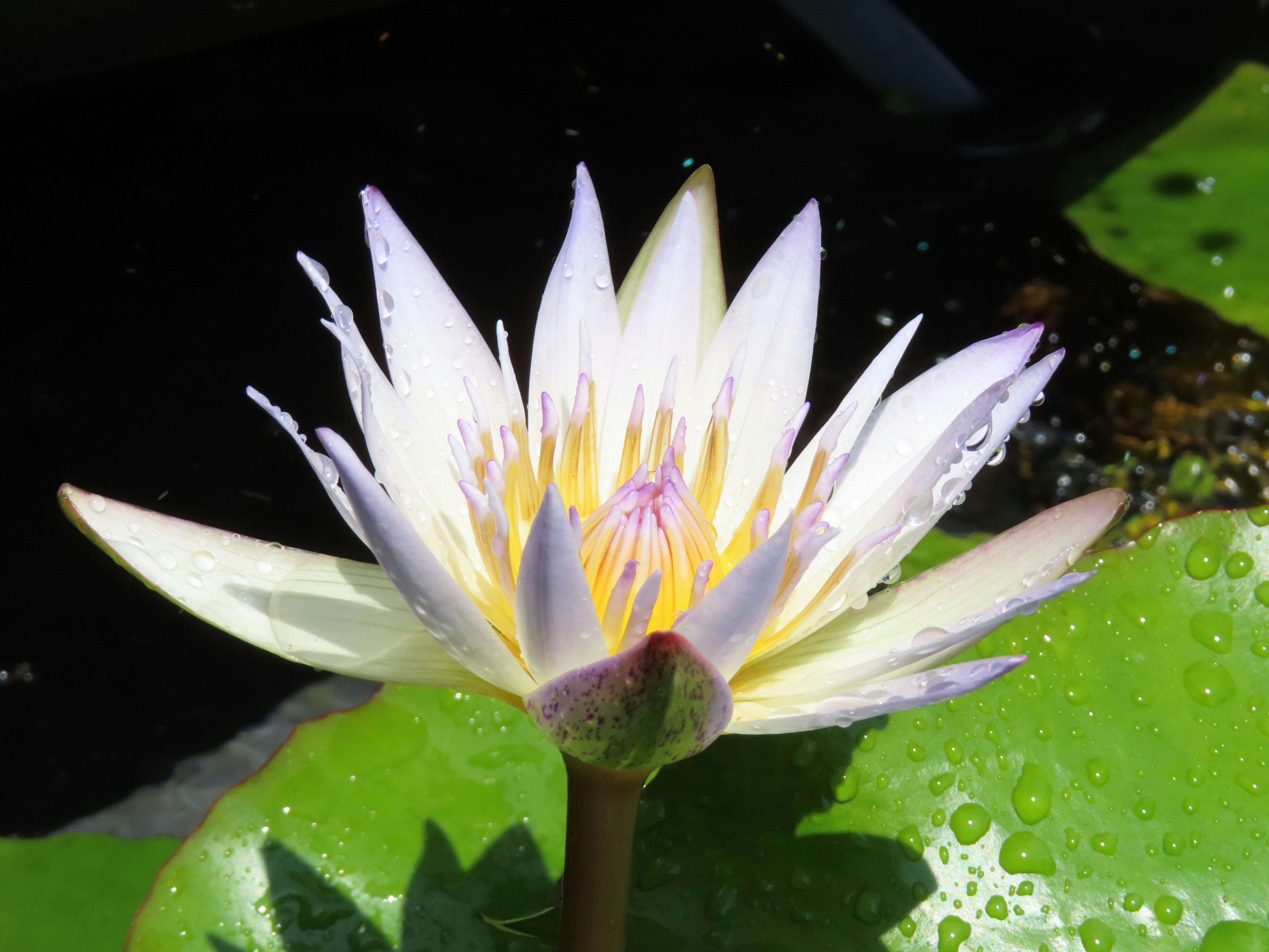 A delicate water lily blooms gracefully, adorned with droplets of water, resting on a vibrant green lily pad.
