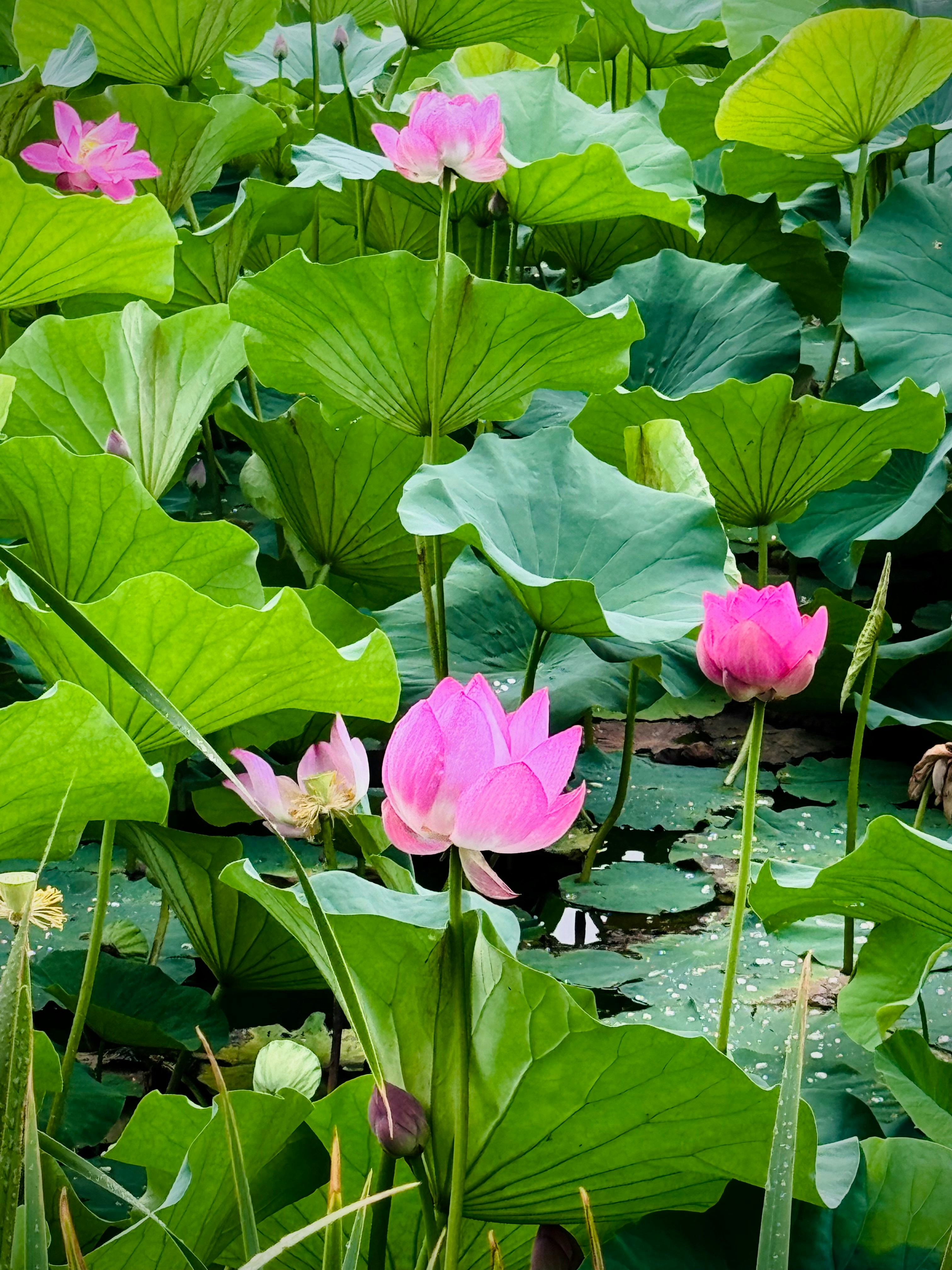 Pink Lotus Emergence Through a Sea of Emerald Leaves