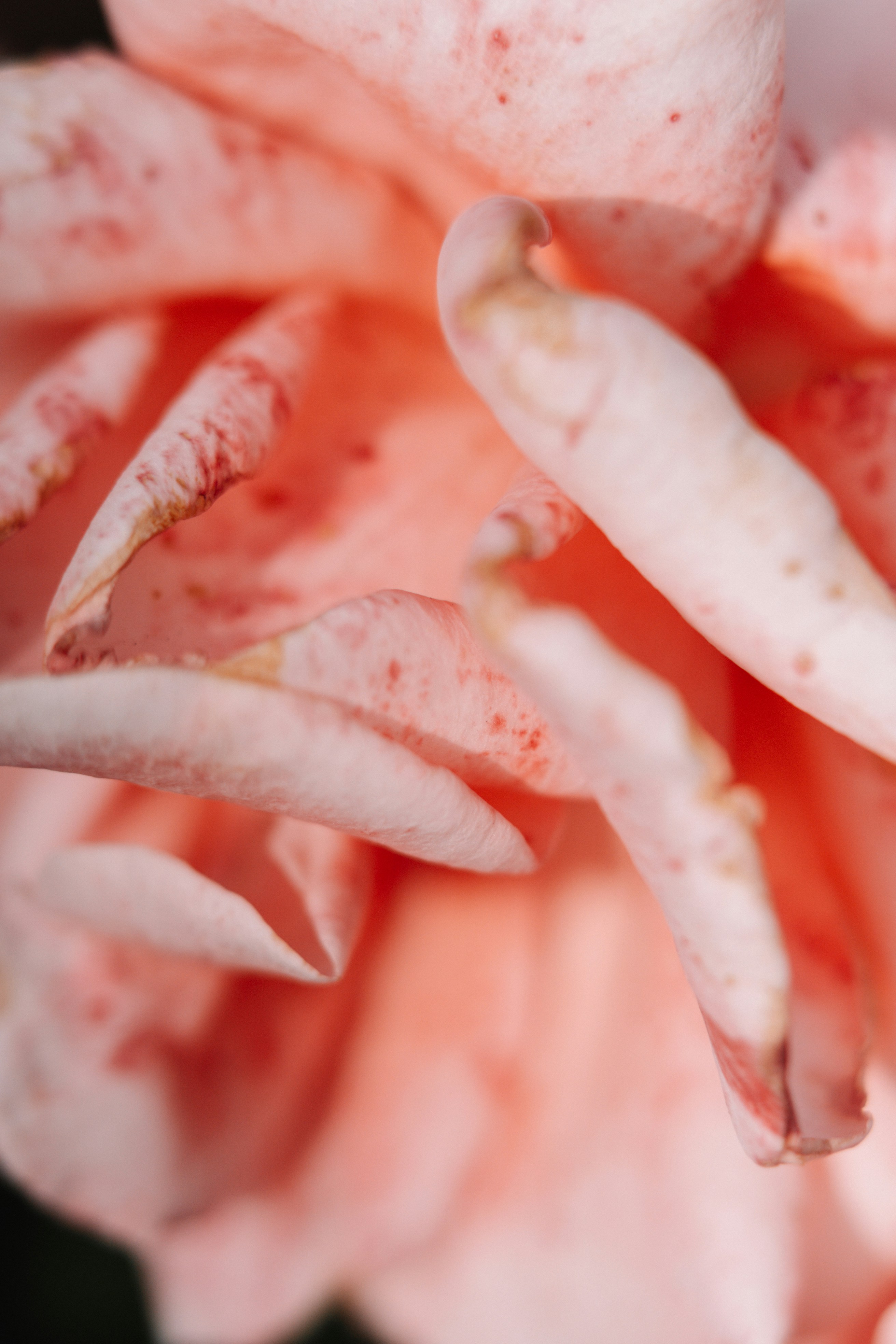Whispers of Petals: A Close-Up Encounter