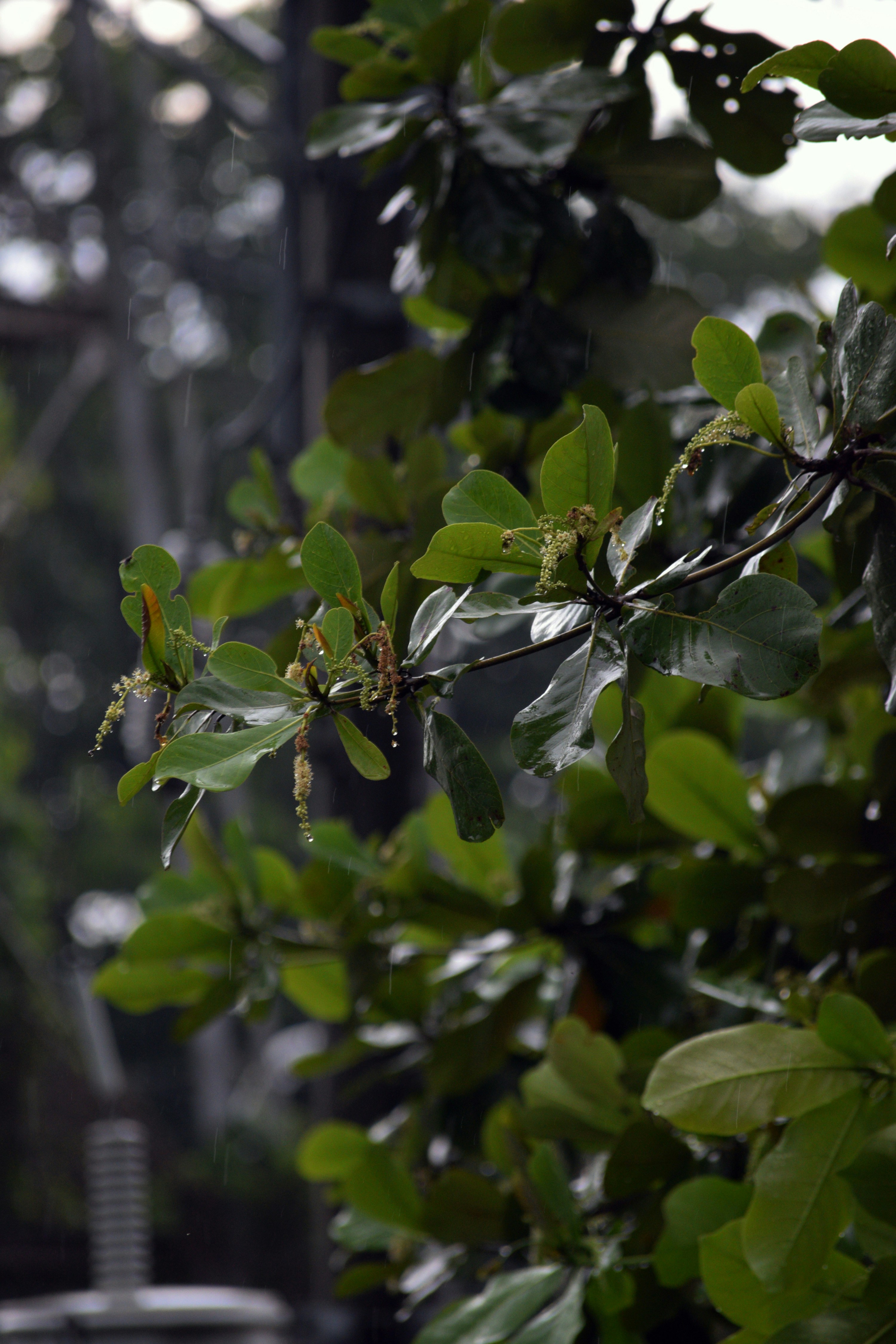 Whispers of Nature: A Leafy Encounter