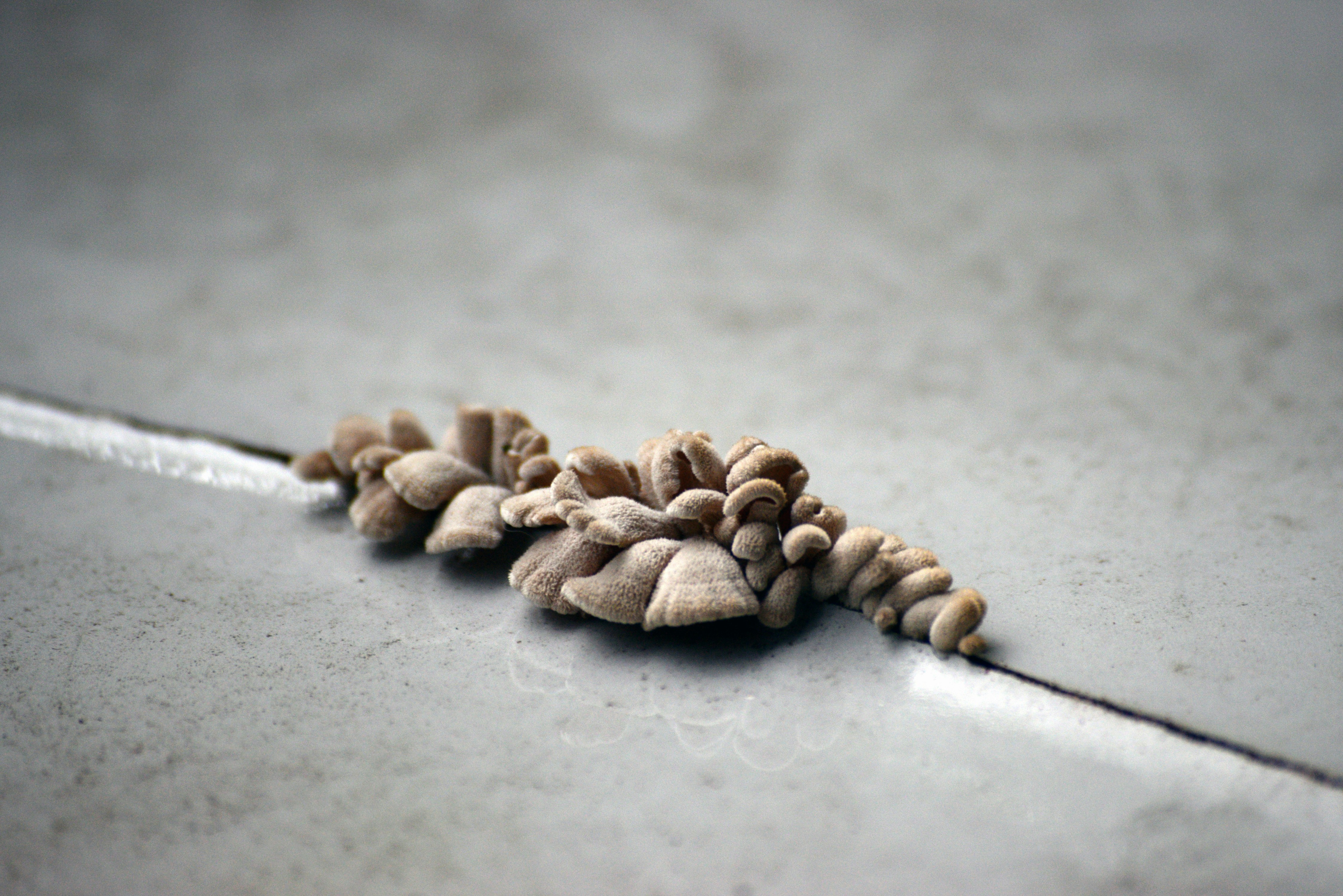 Fungi growing on a damp discarded table | Fungus growing along a line.