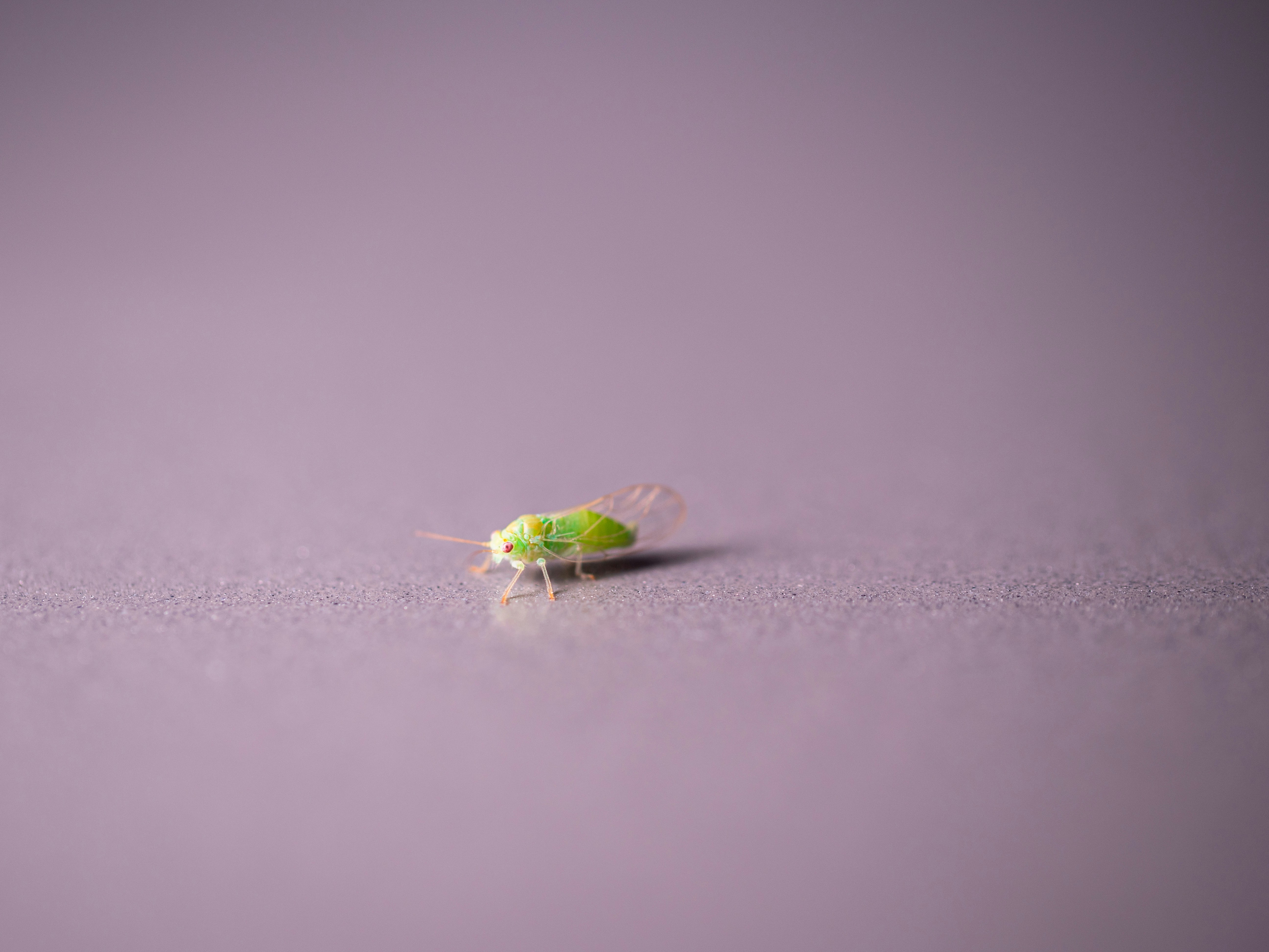 Micro Marvel: The Green Hopper's Journey