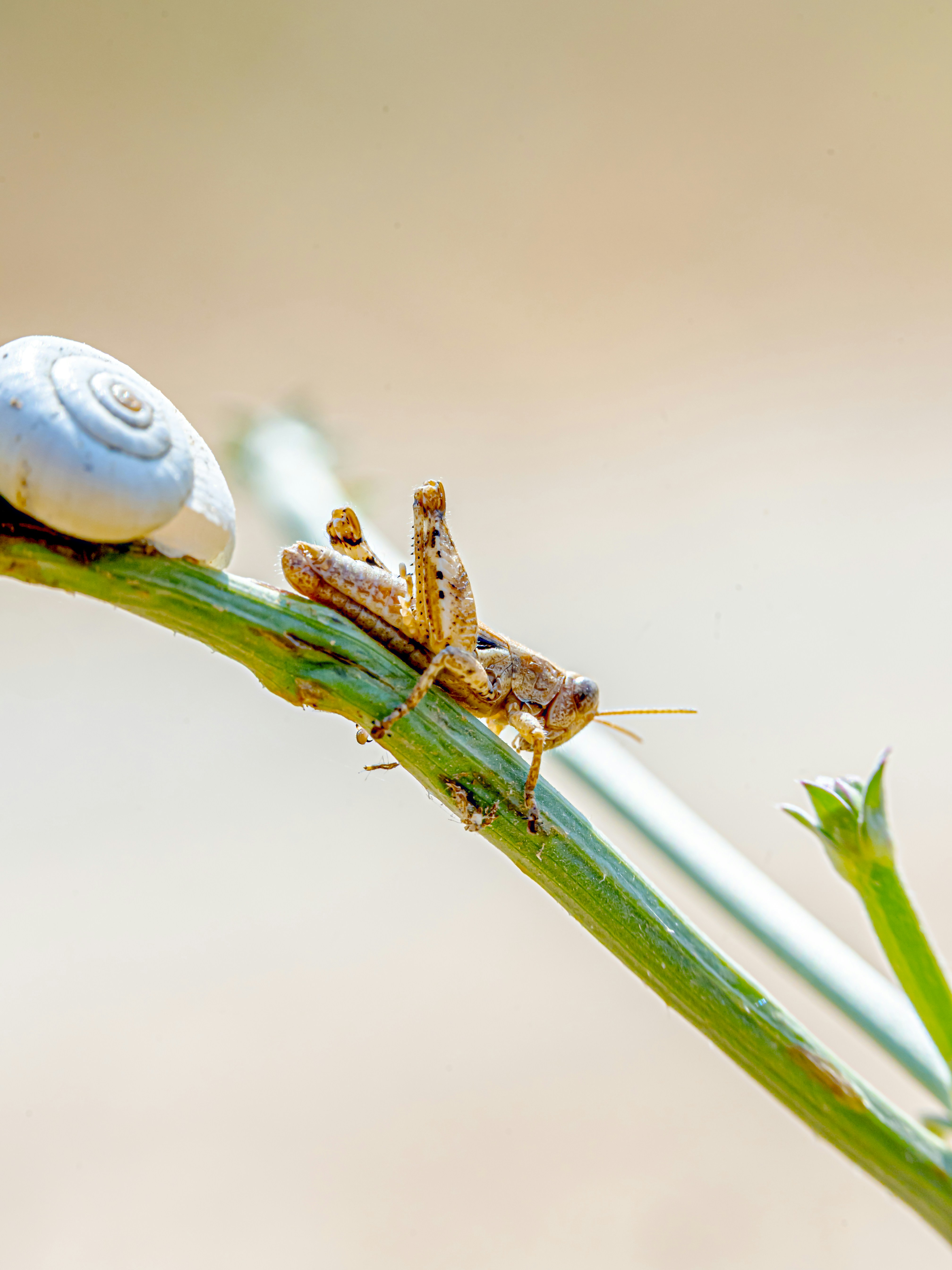 Nature's Companions: A Grasshopper and a Snail on a Leaf