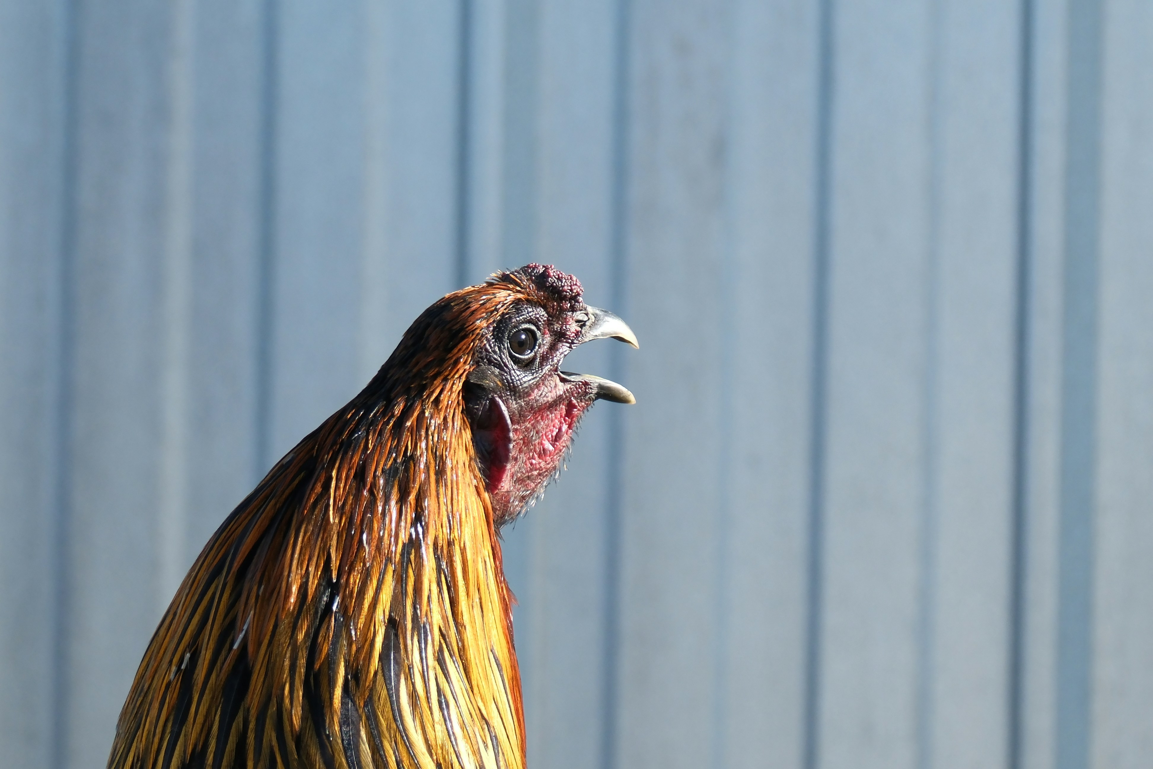 Amber Crest Rooster Before a Steel-Blue Corrugated Backdrop