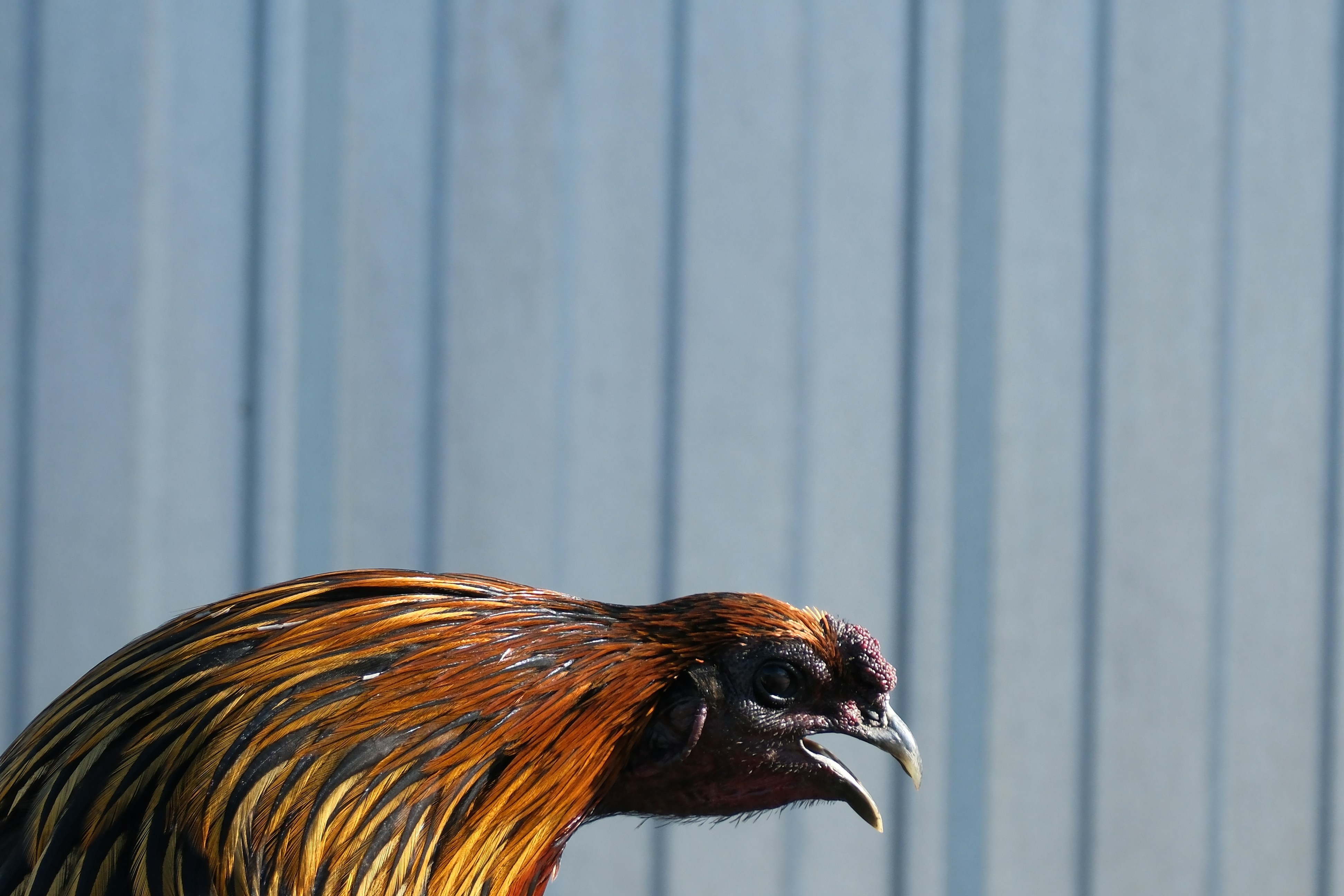 A rooster is crowing against a blue background.