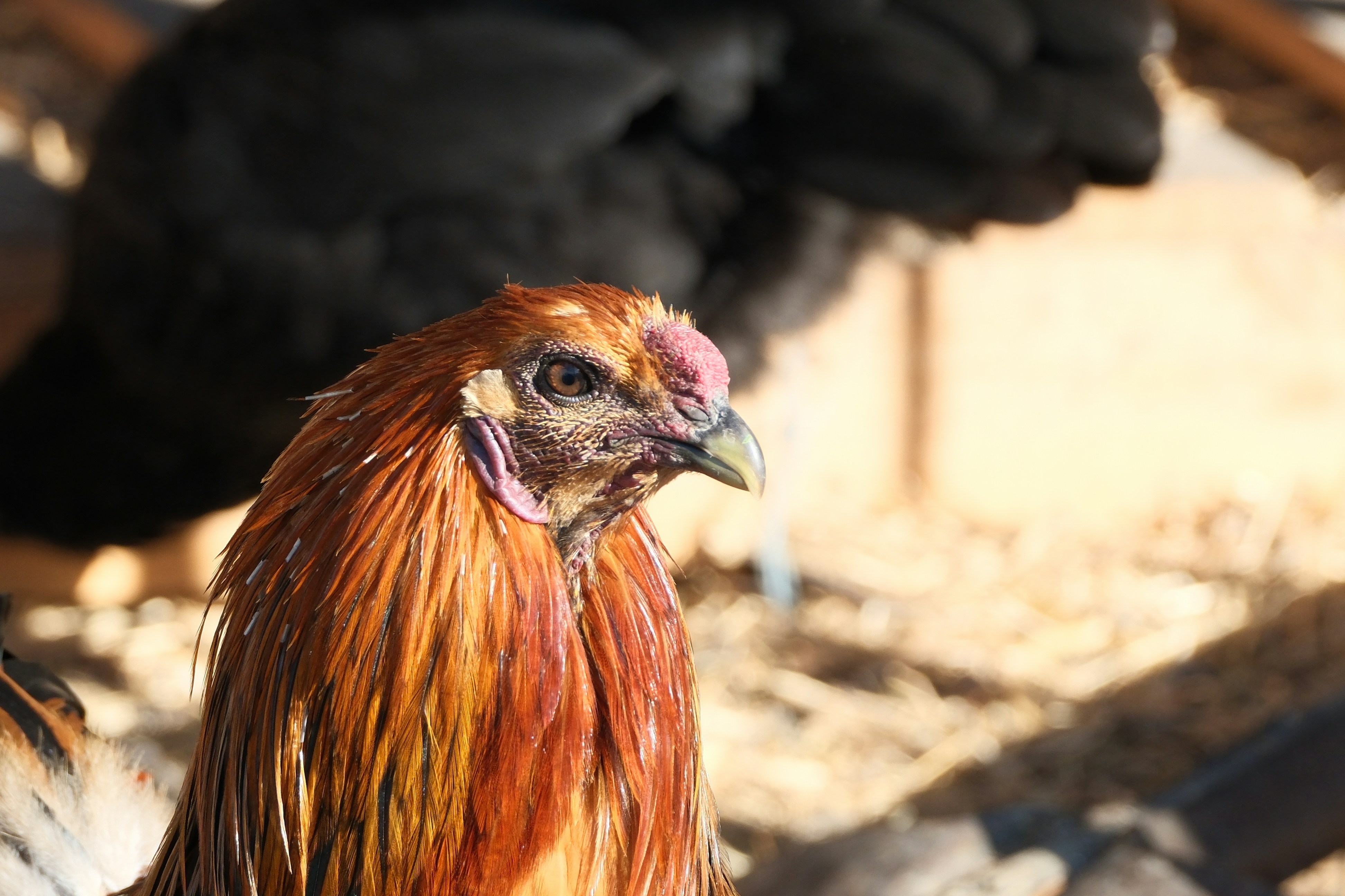 Photo by Walter Coppola with Fujifilm X-H2