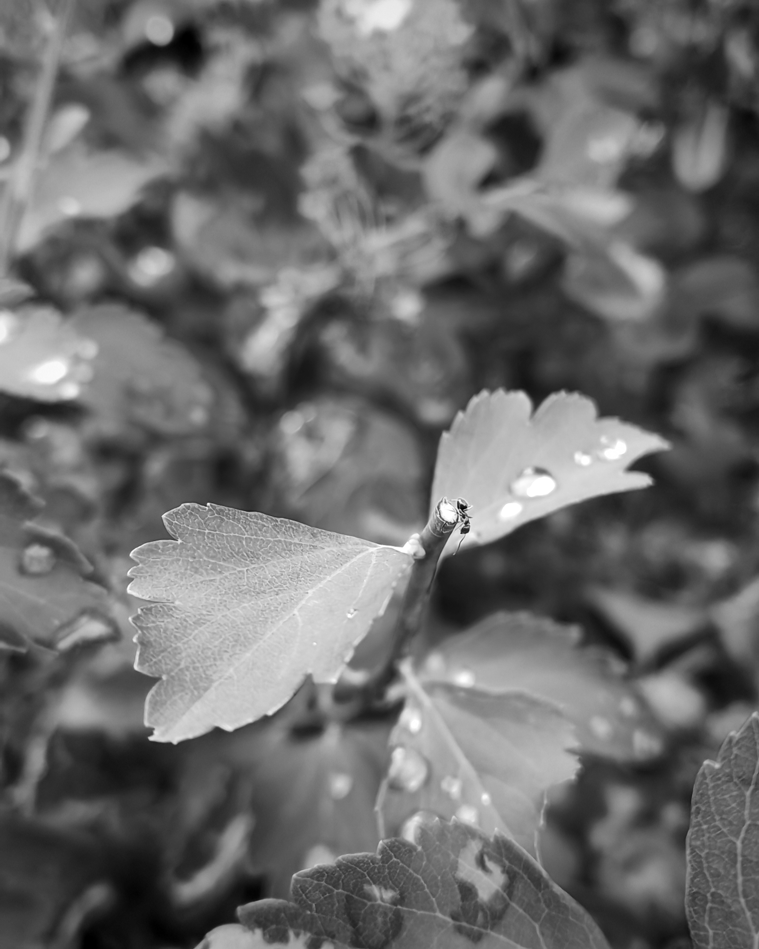 Ant and rain drops on a leave