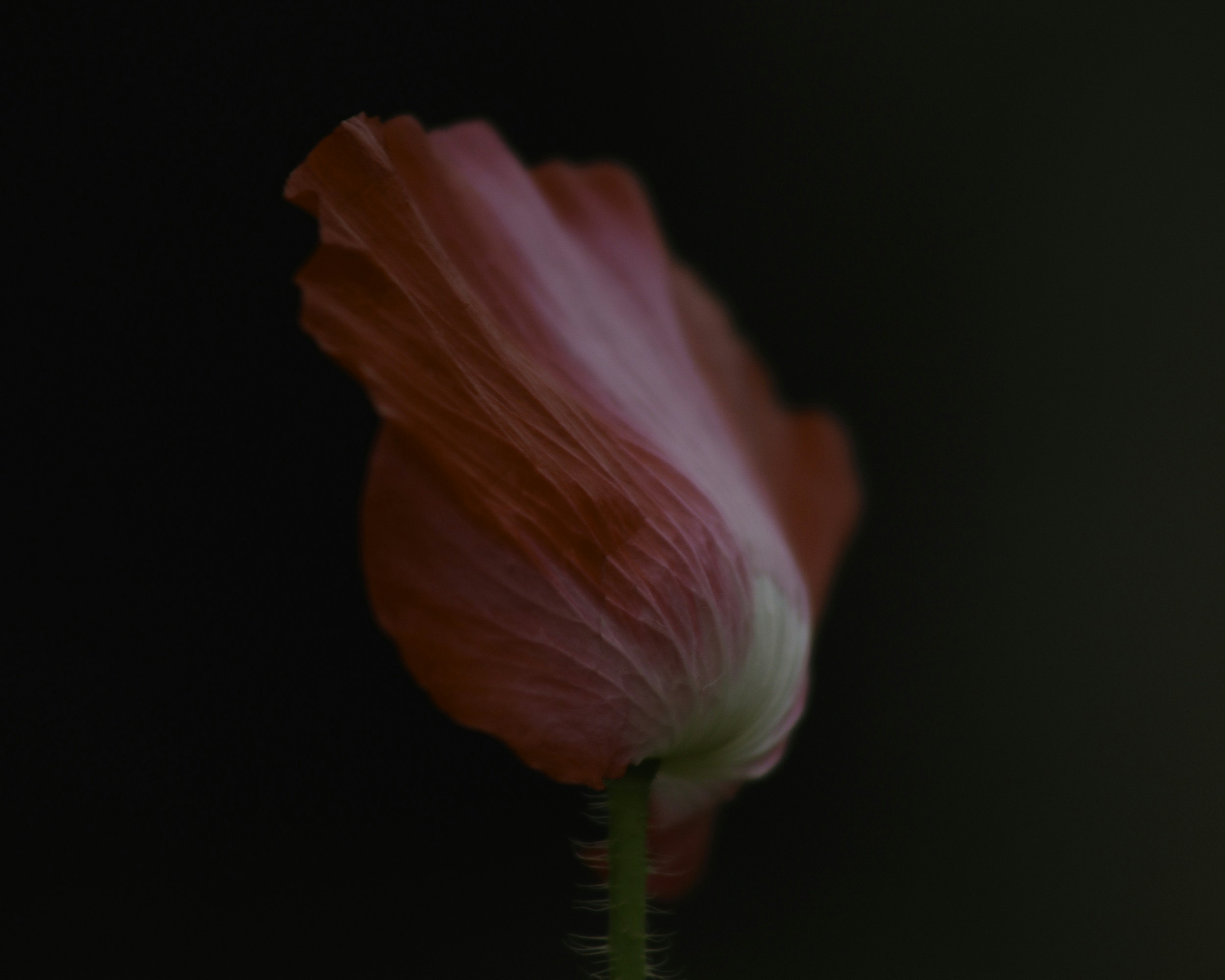one petal poppy | A red poppy bud is captured against a dark background.