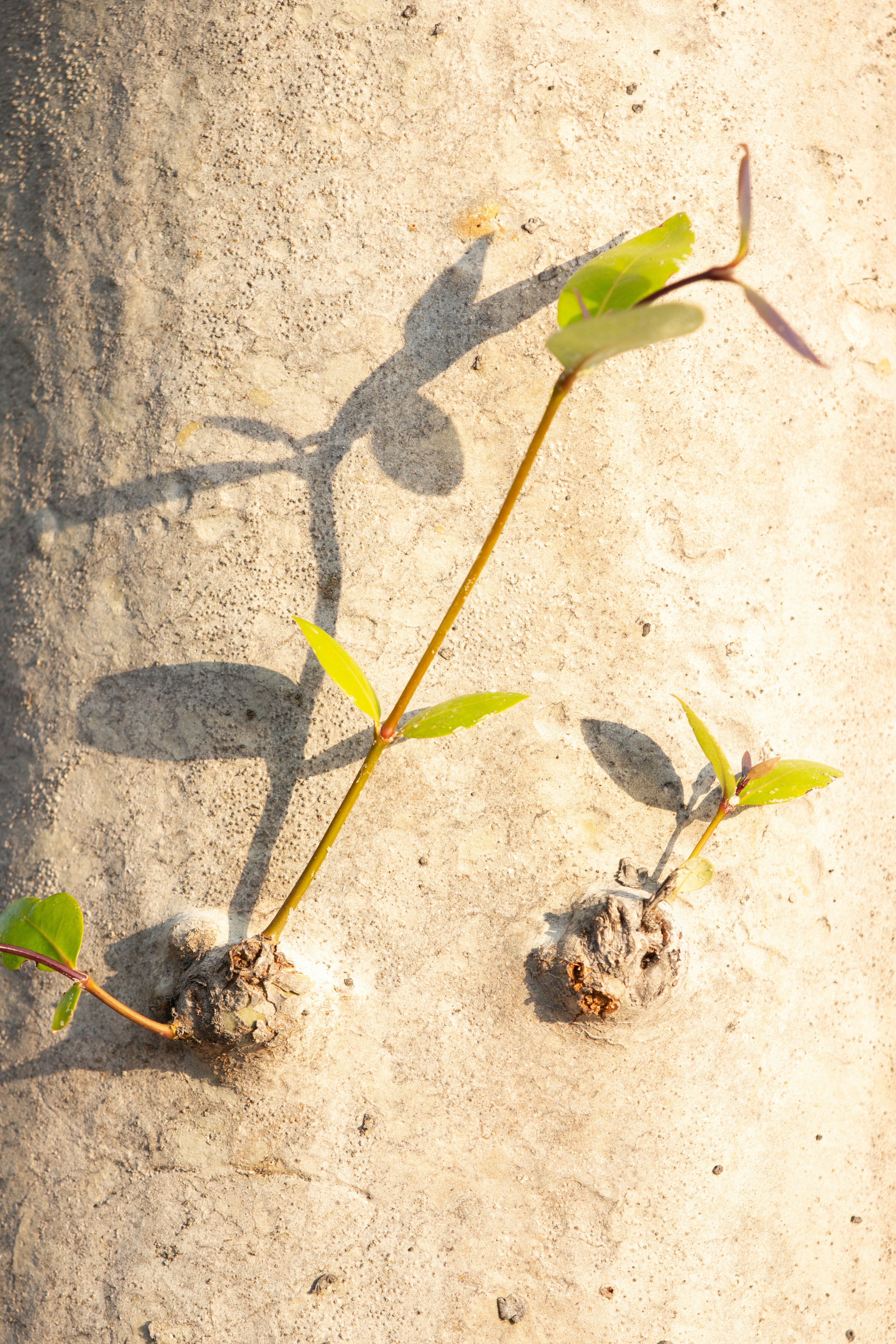 Two Sprouts in a sunlit Crack: Minimalist Vine Growers