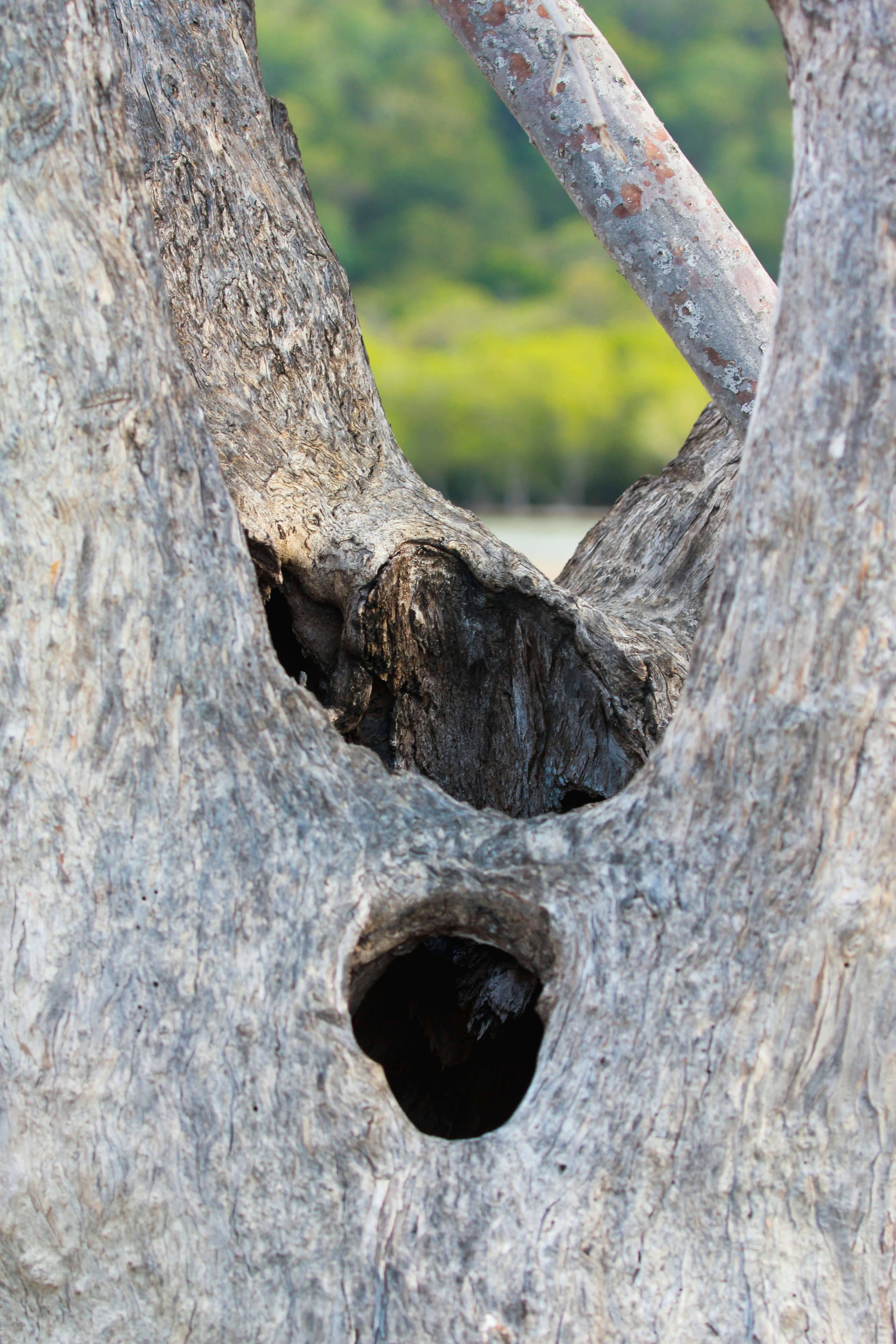 Nature's Sculpted Frame