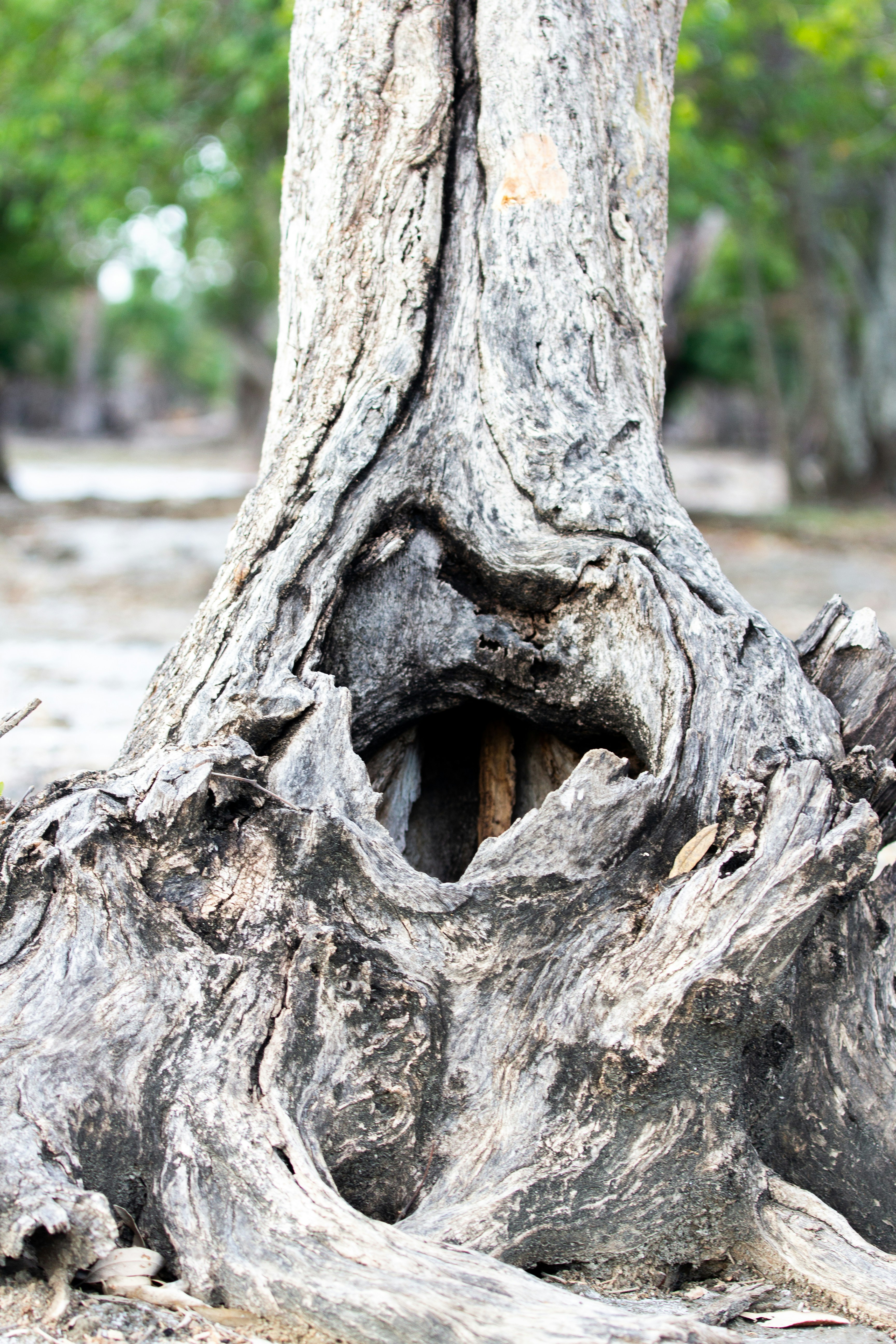 Whispers of Time: The Hollowed Heart of Nature