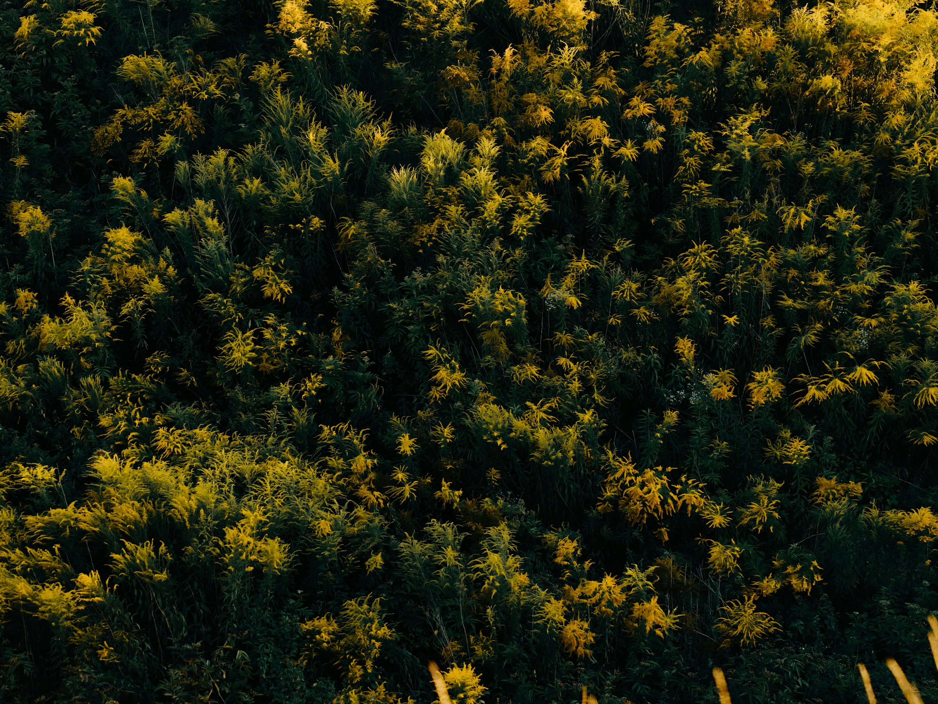 Dense foliage with vibrant yellow flowers interspersed among rich green plants, showcasing the beauty of natural landscapes.