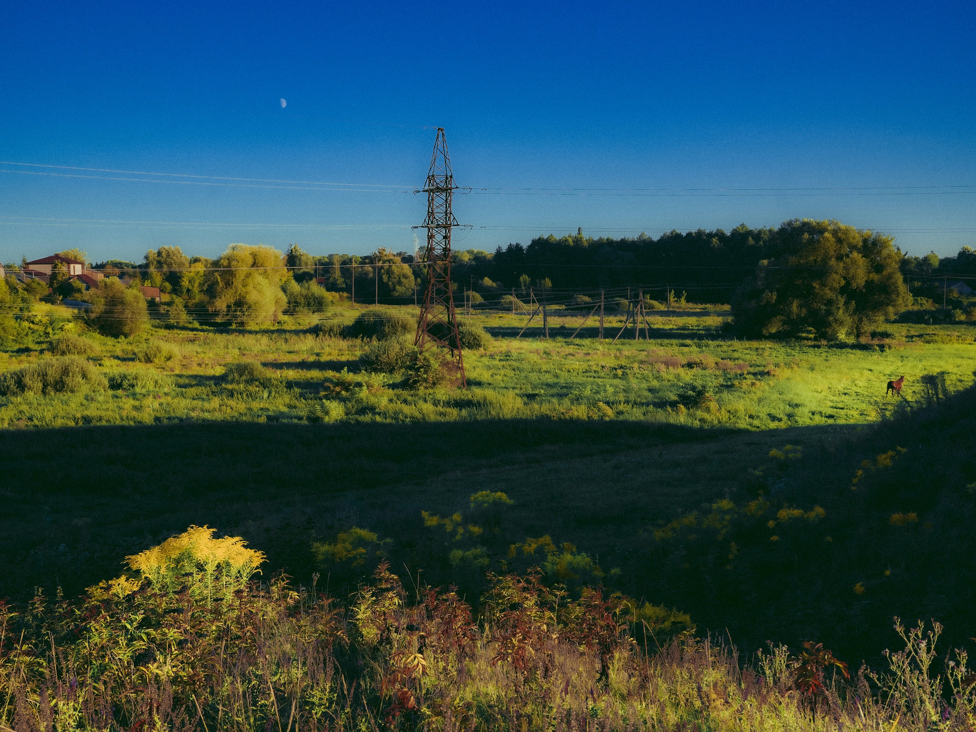 Lattice of Light Over a Golden Meadow