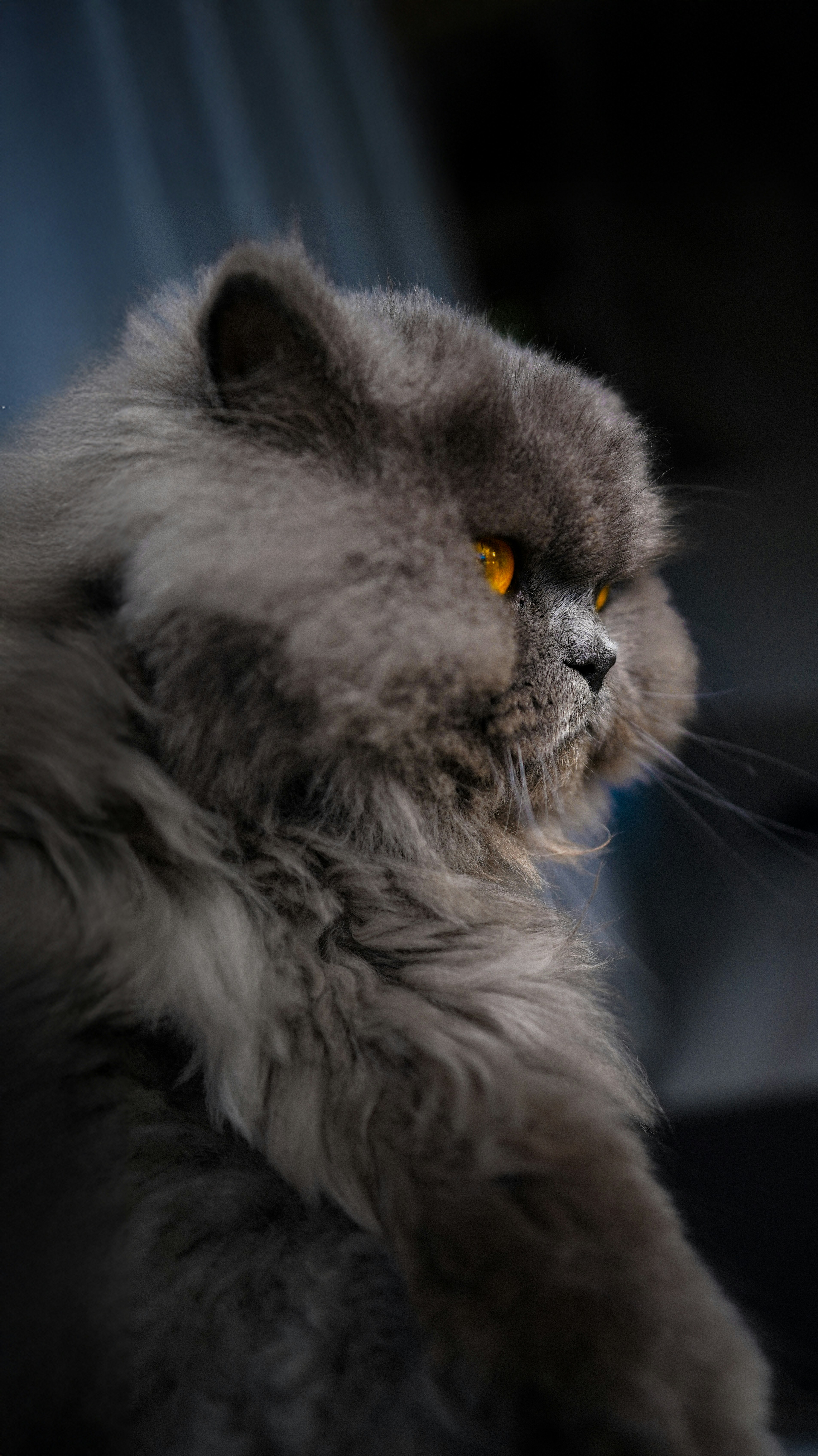 Close-up of a fluffy gray Persian cat with striking orange eyes, showcasing its regal demeanor against a softly blurred background.