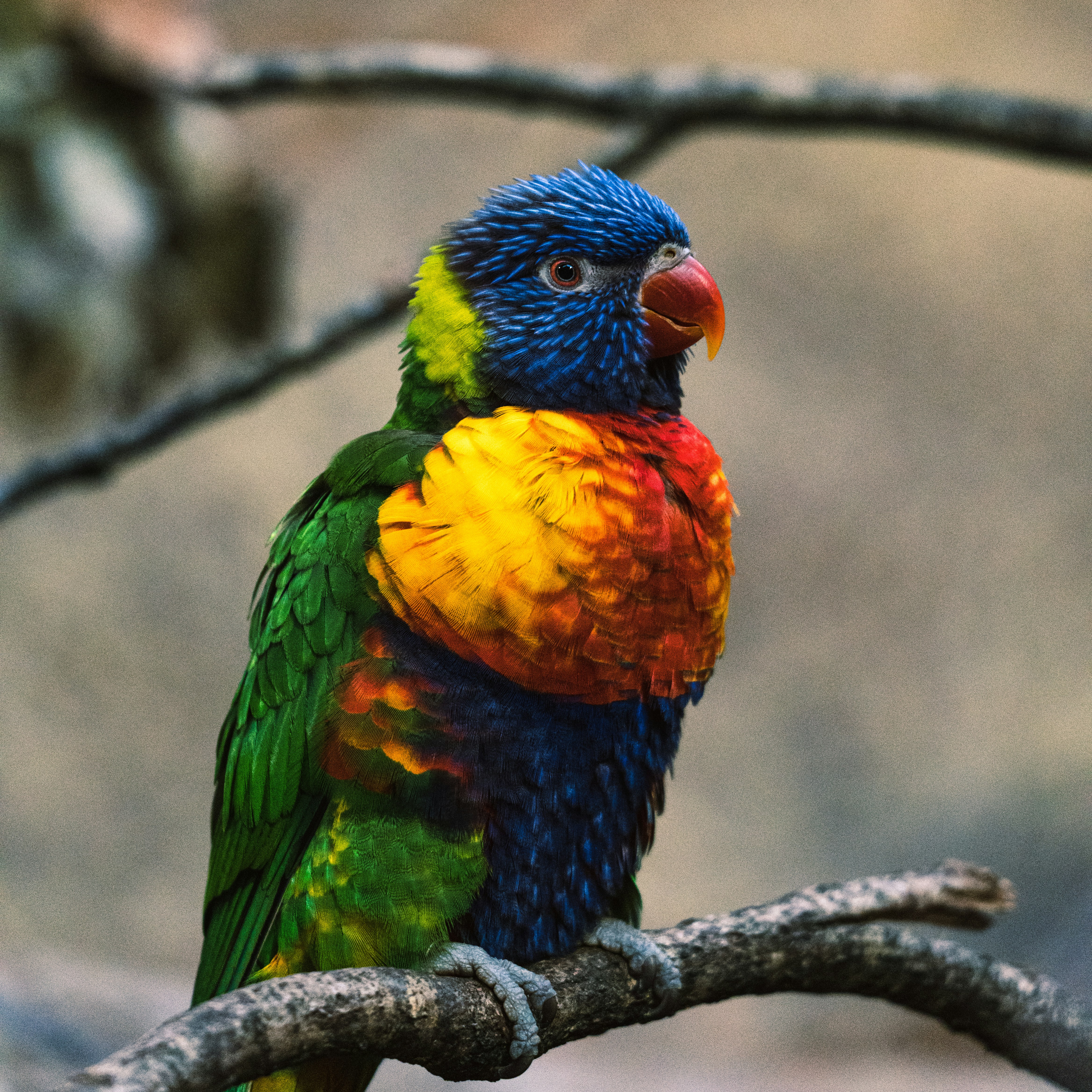 Beautiful colorful bird | A colorful parrot perched on a tree branch.